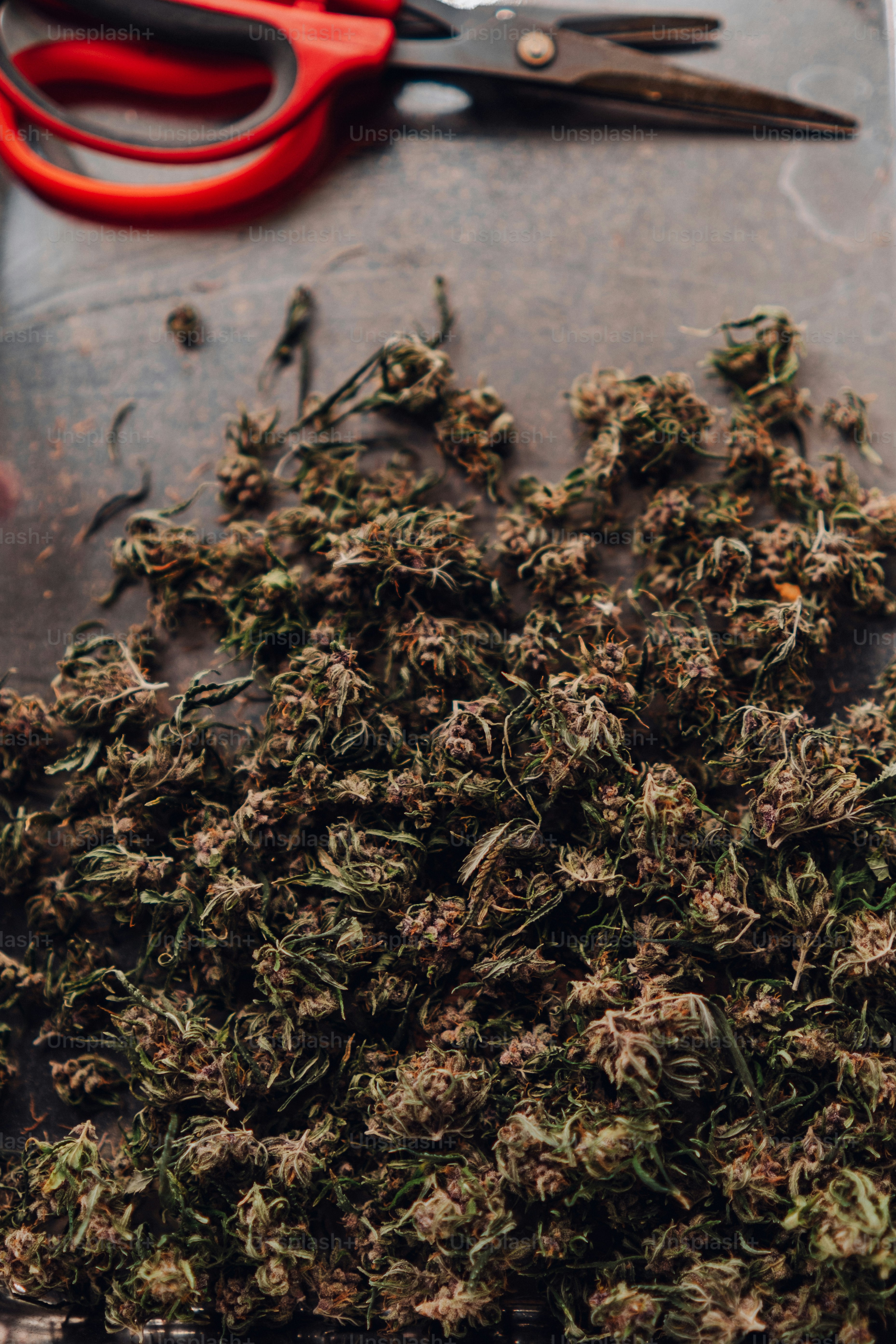 A pile of marijuana photo – Marijuana plant Image on Unsplash