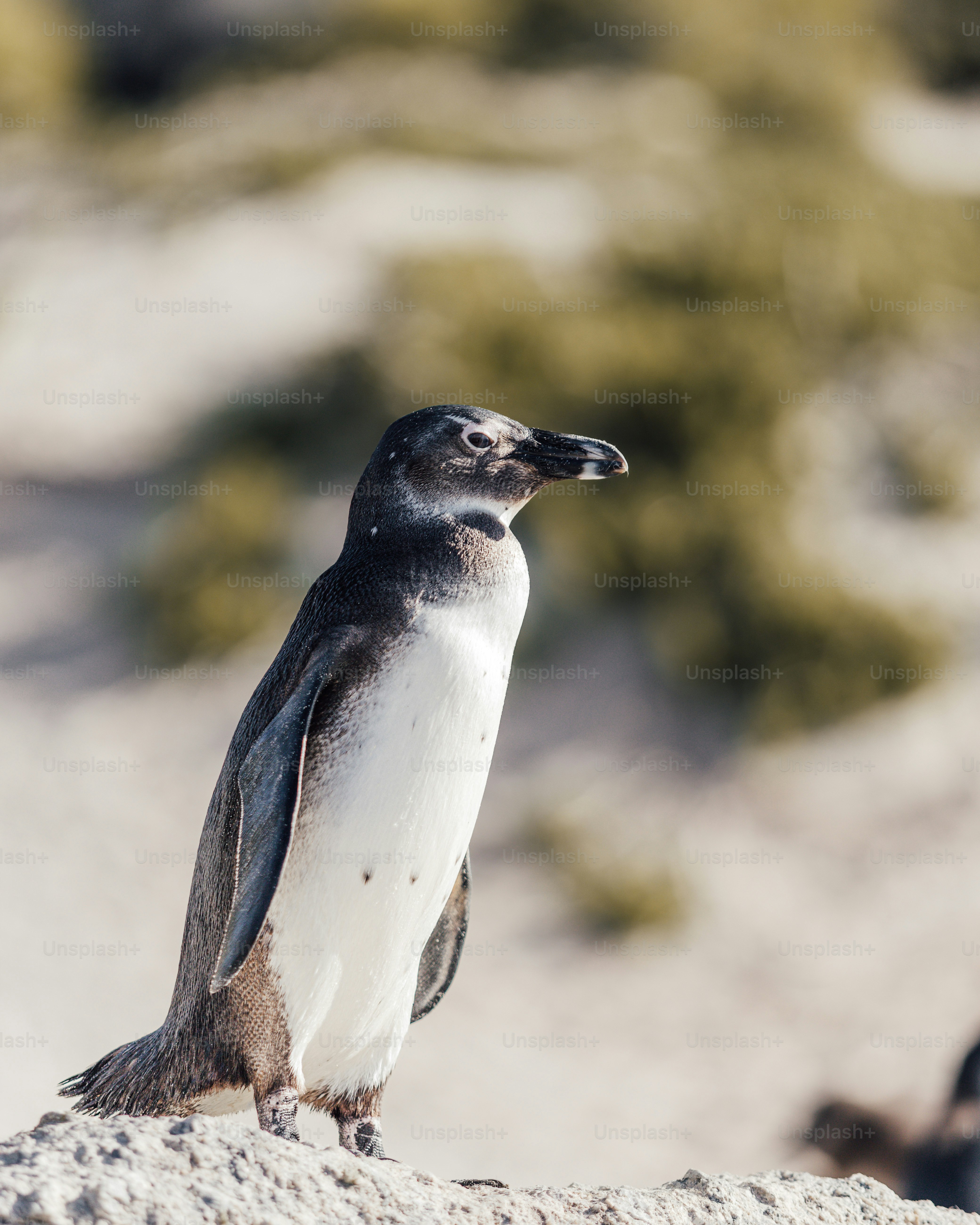 A penguin standing on a rock photo – Nature Image on Unsplash