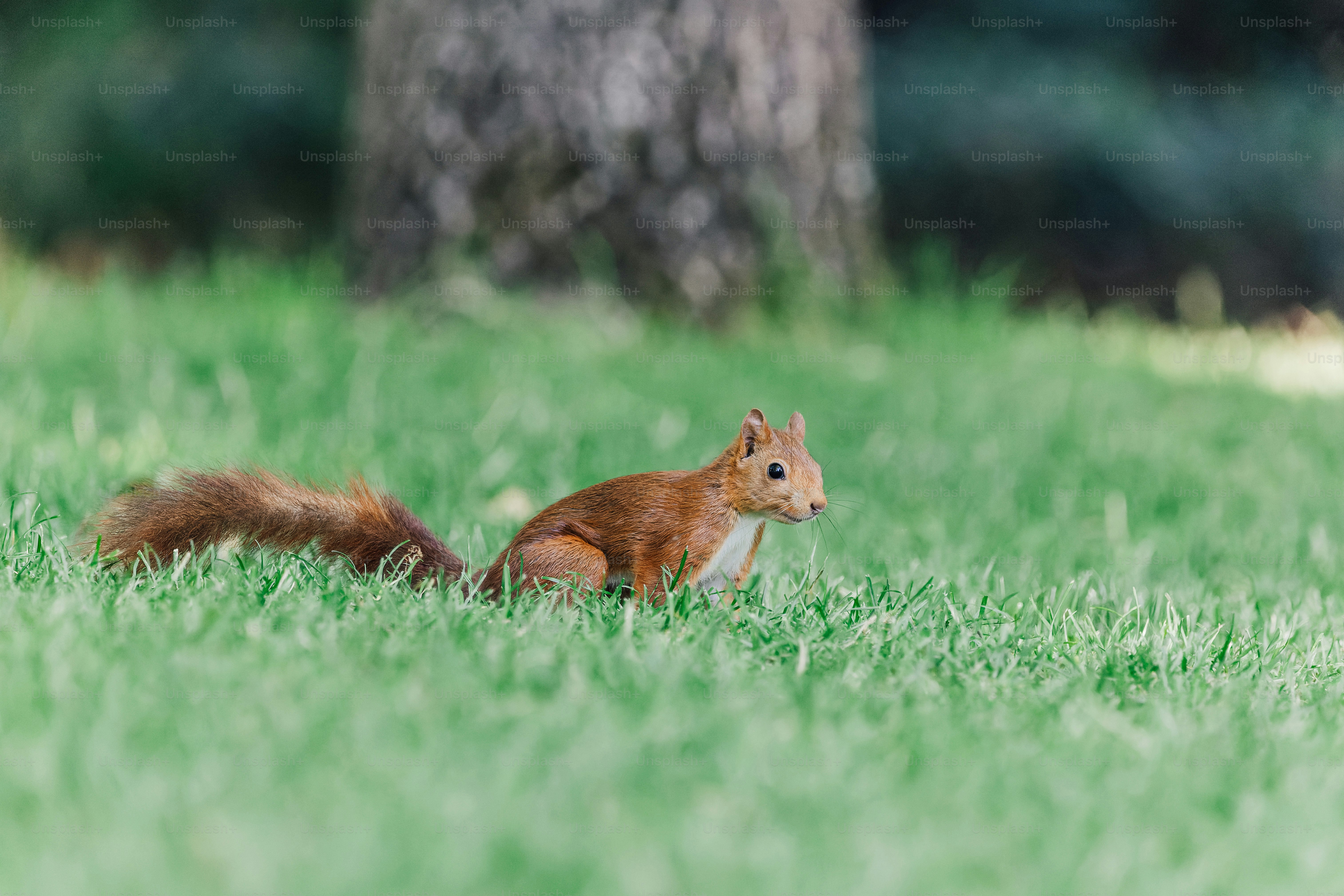 A squirrel standing in grass photo – Animals Image on Unsplash