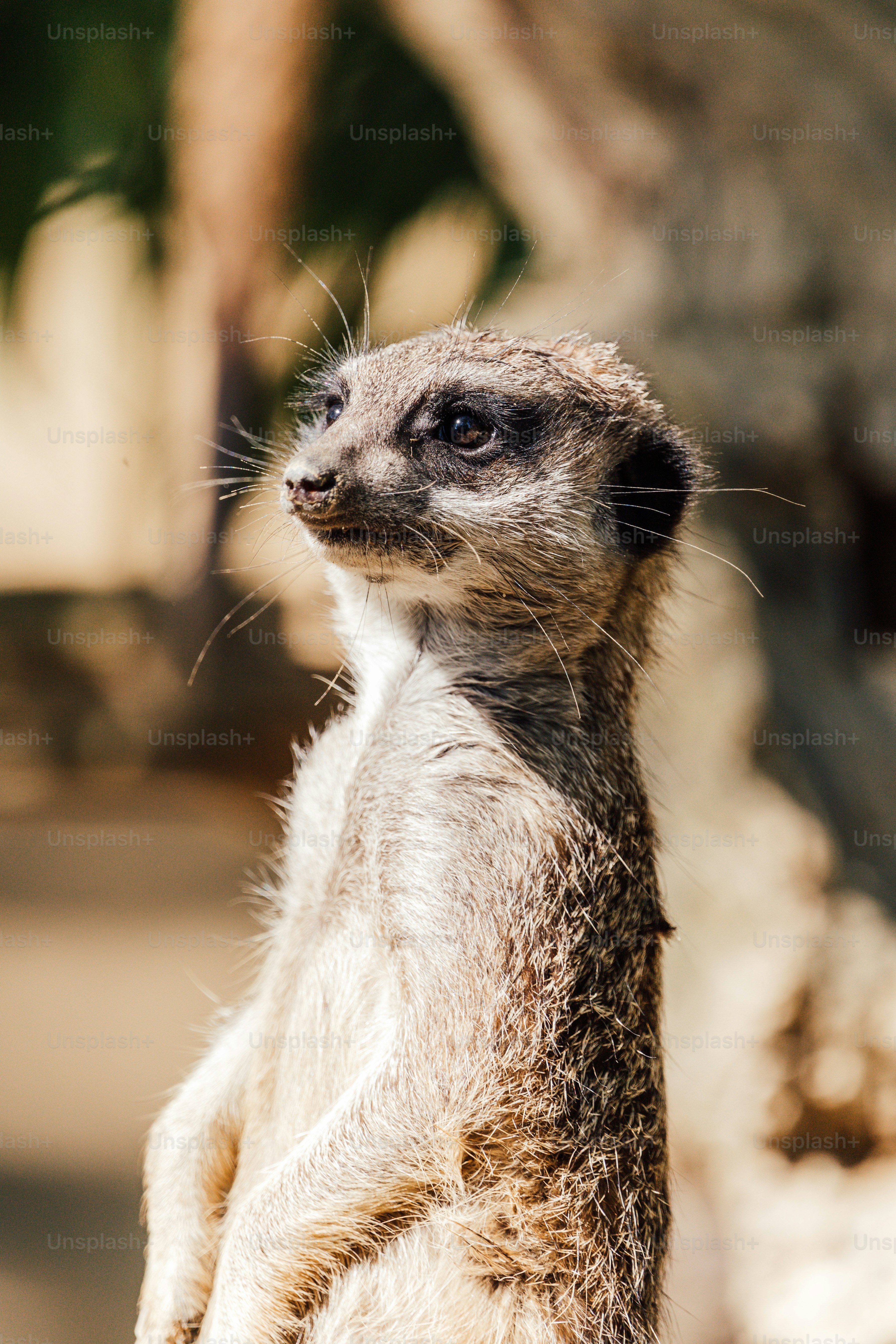 30k+ Photos de suricates | Télécharger des images gratuites sur Unsplash