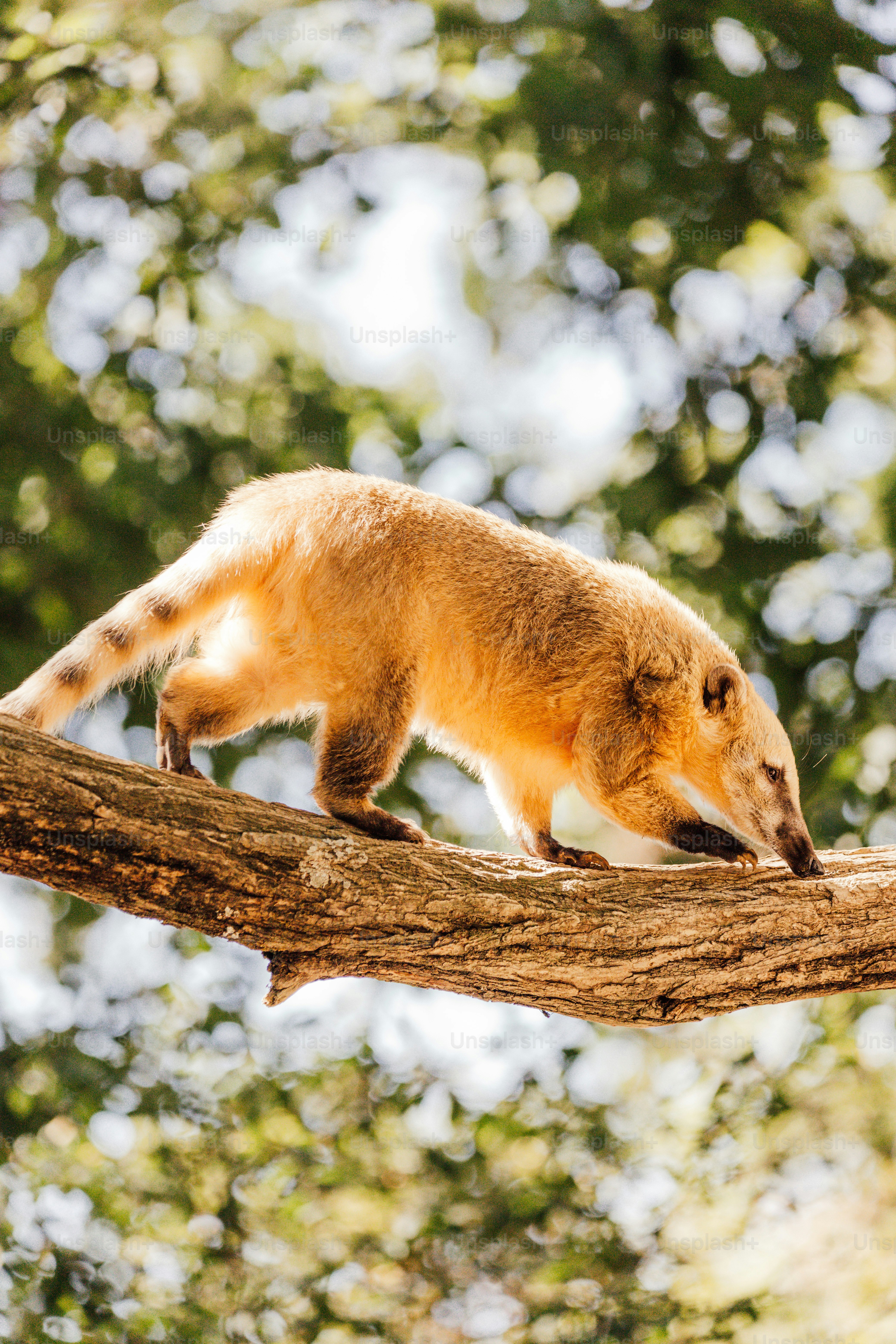 A furry animal on a branch photo – Animals in the wild Image on Unsplash