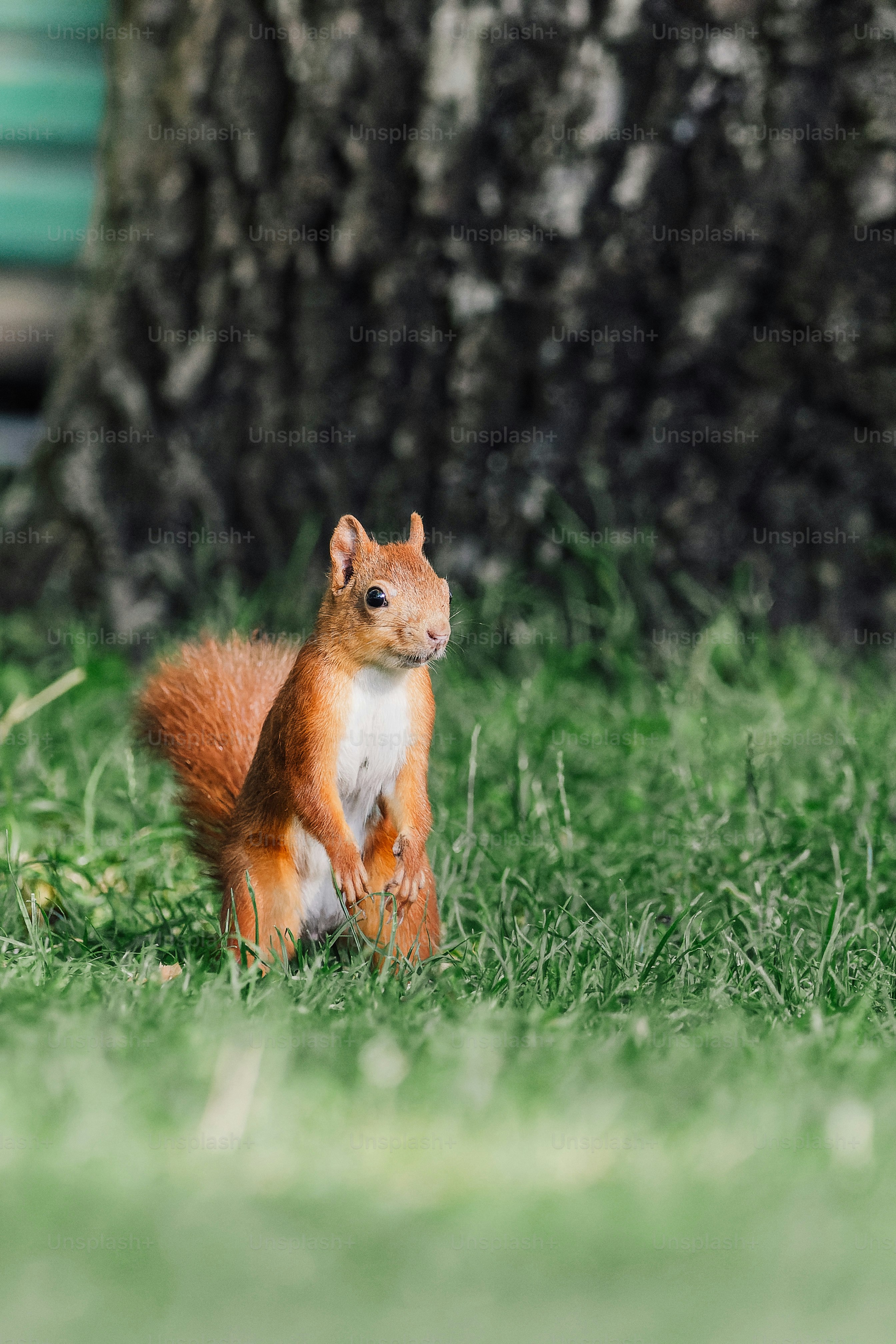A squirrel standing in grass photo – Rodent Image on Unsplash