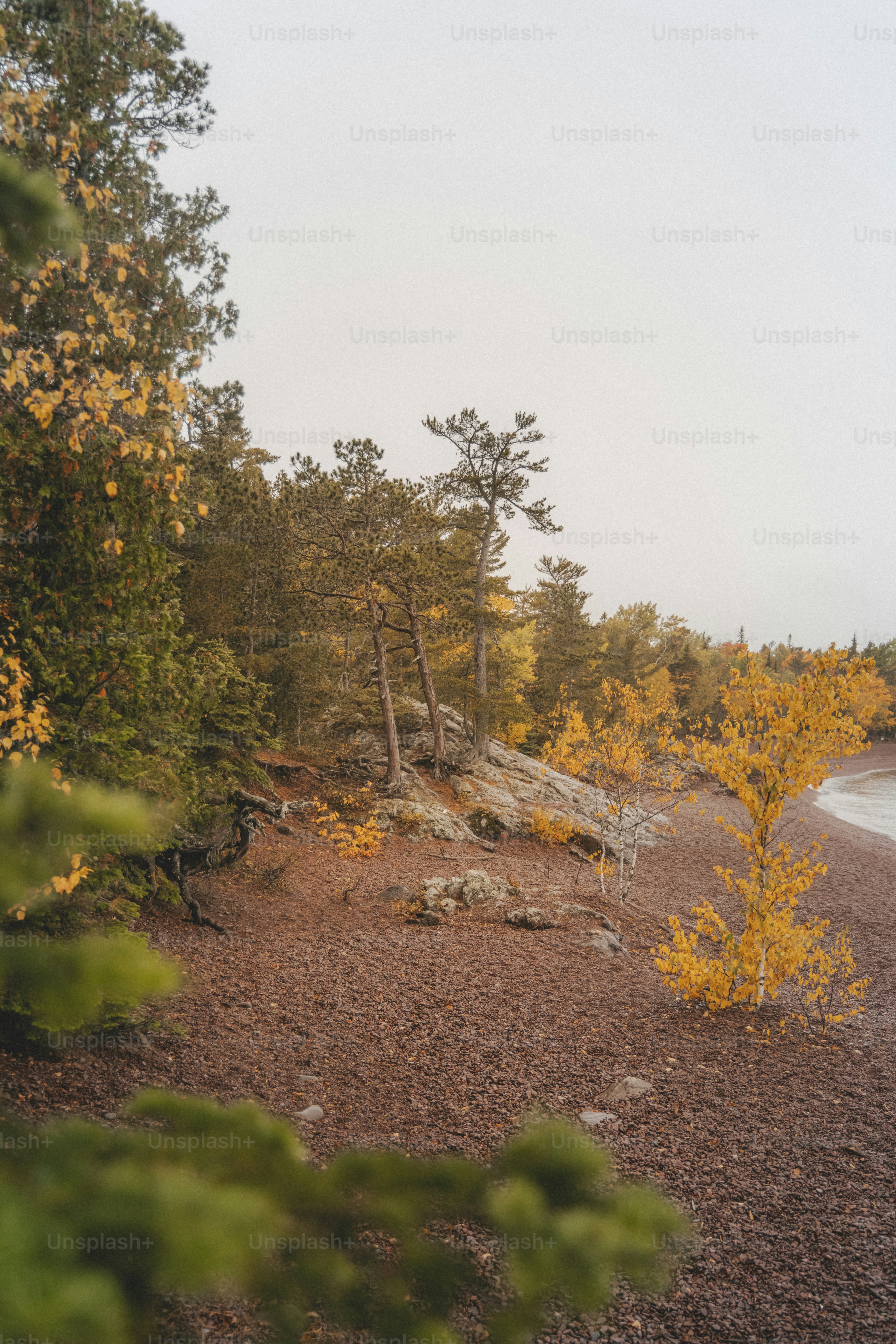 Fall Color Pictures | Download Free Images on Unsplash