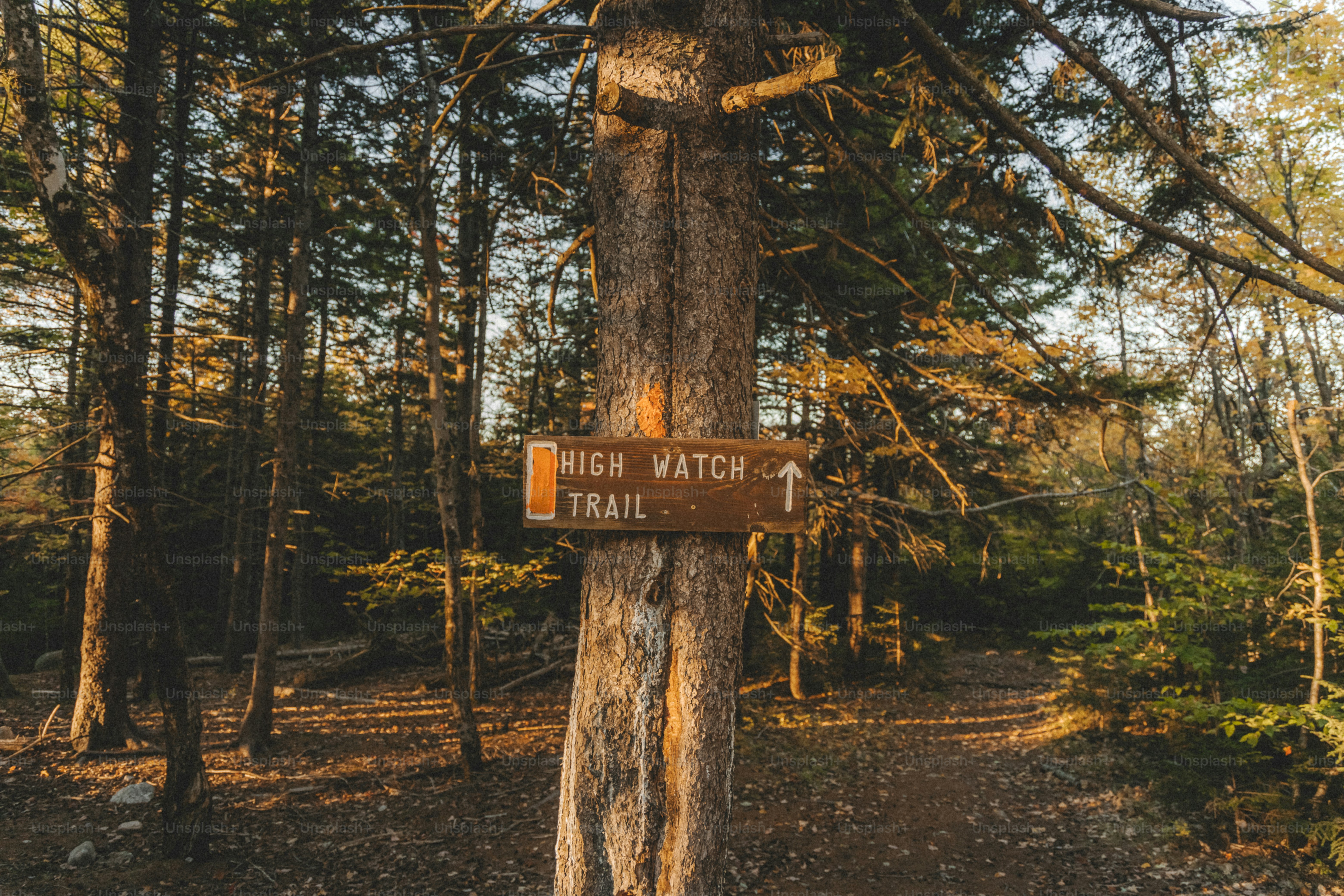 A sign on a tree photo – Hiking trail Image on Unsplash