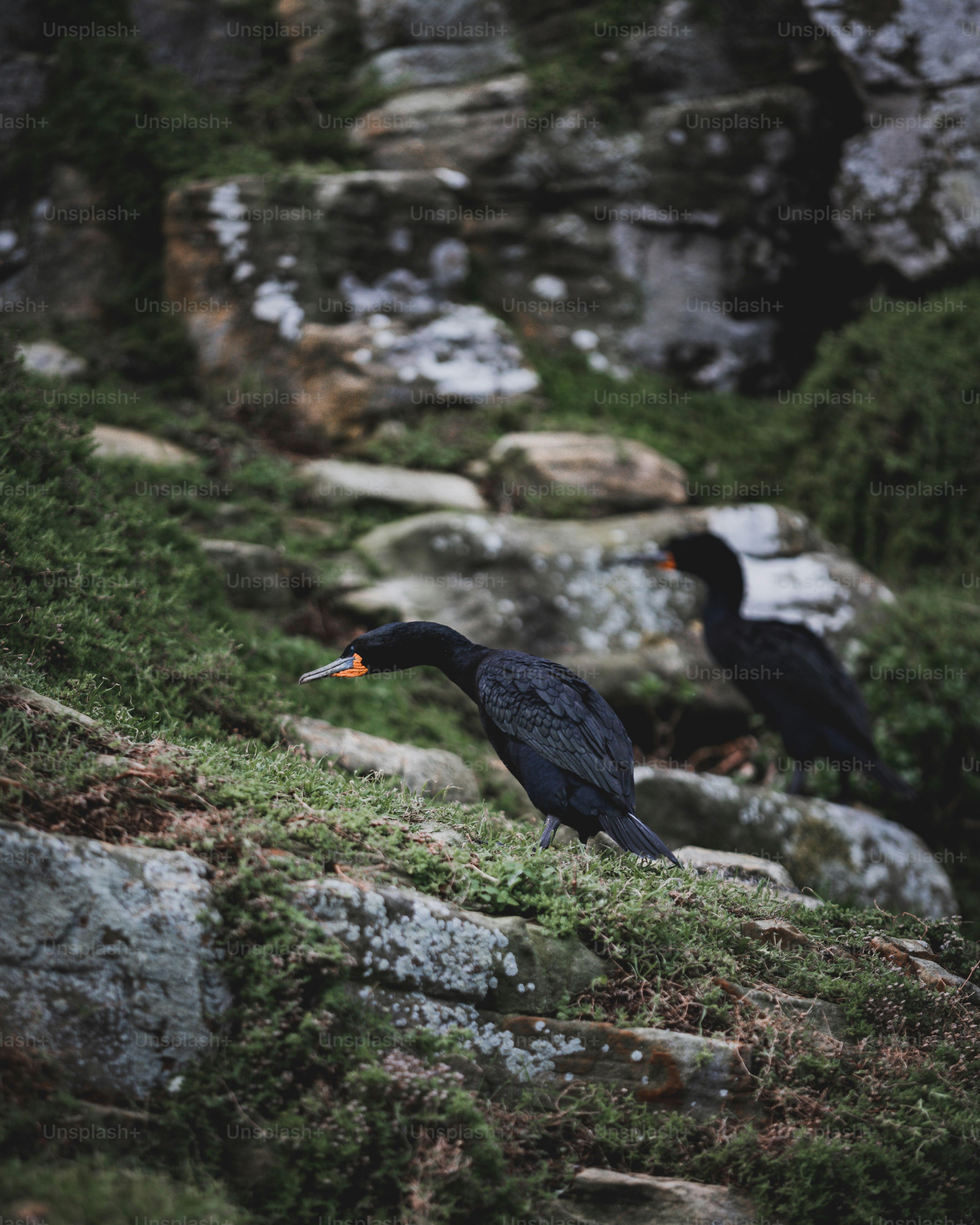 A couple of birds on a rock photo – Animals Image on Unsplash