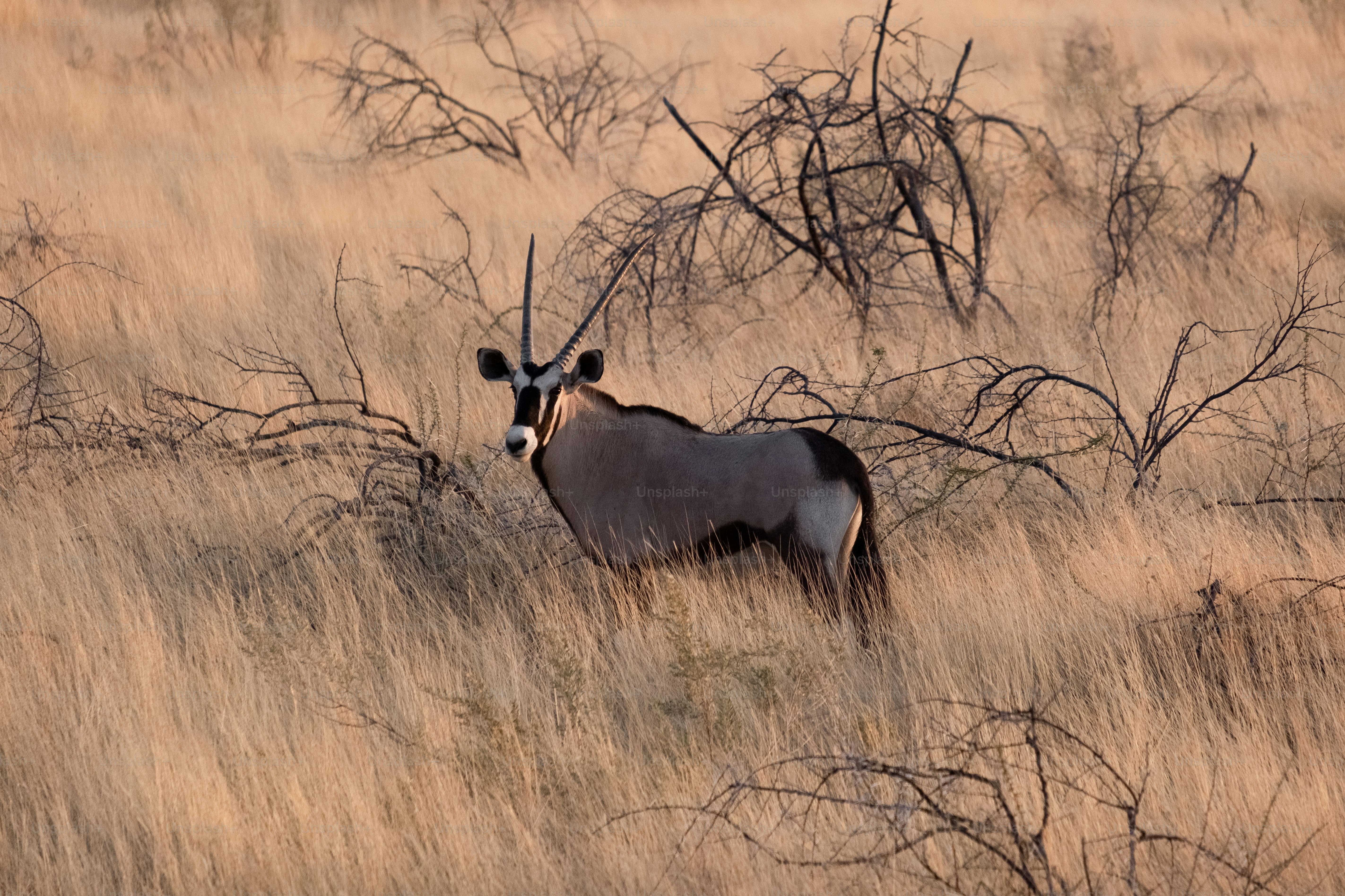 Un animal à cornes dans un champ photo – Etosha Photo sur Unsplash