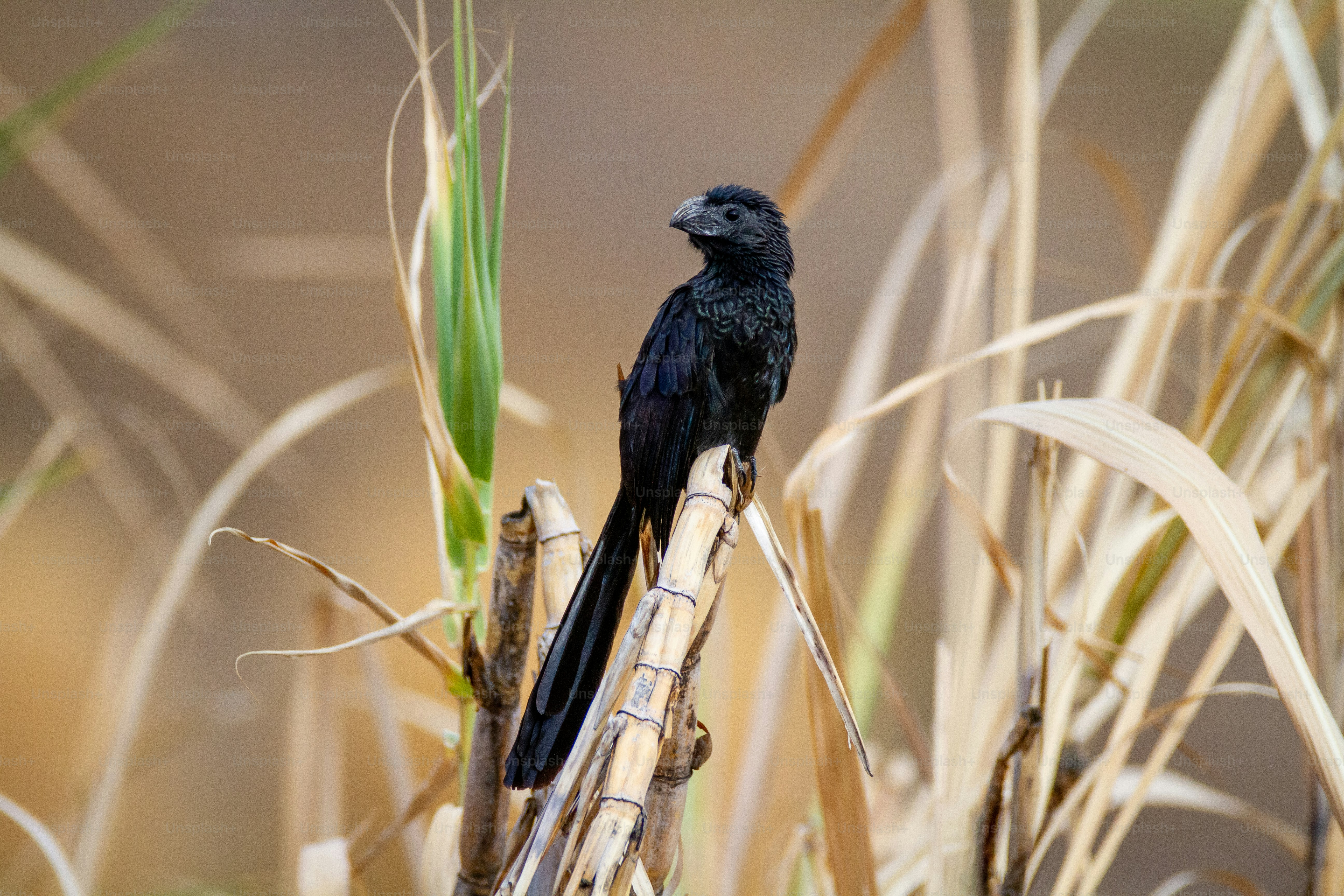 100+ Ani Pictures | Download Free Images on Unsplash