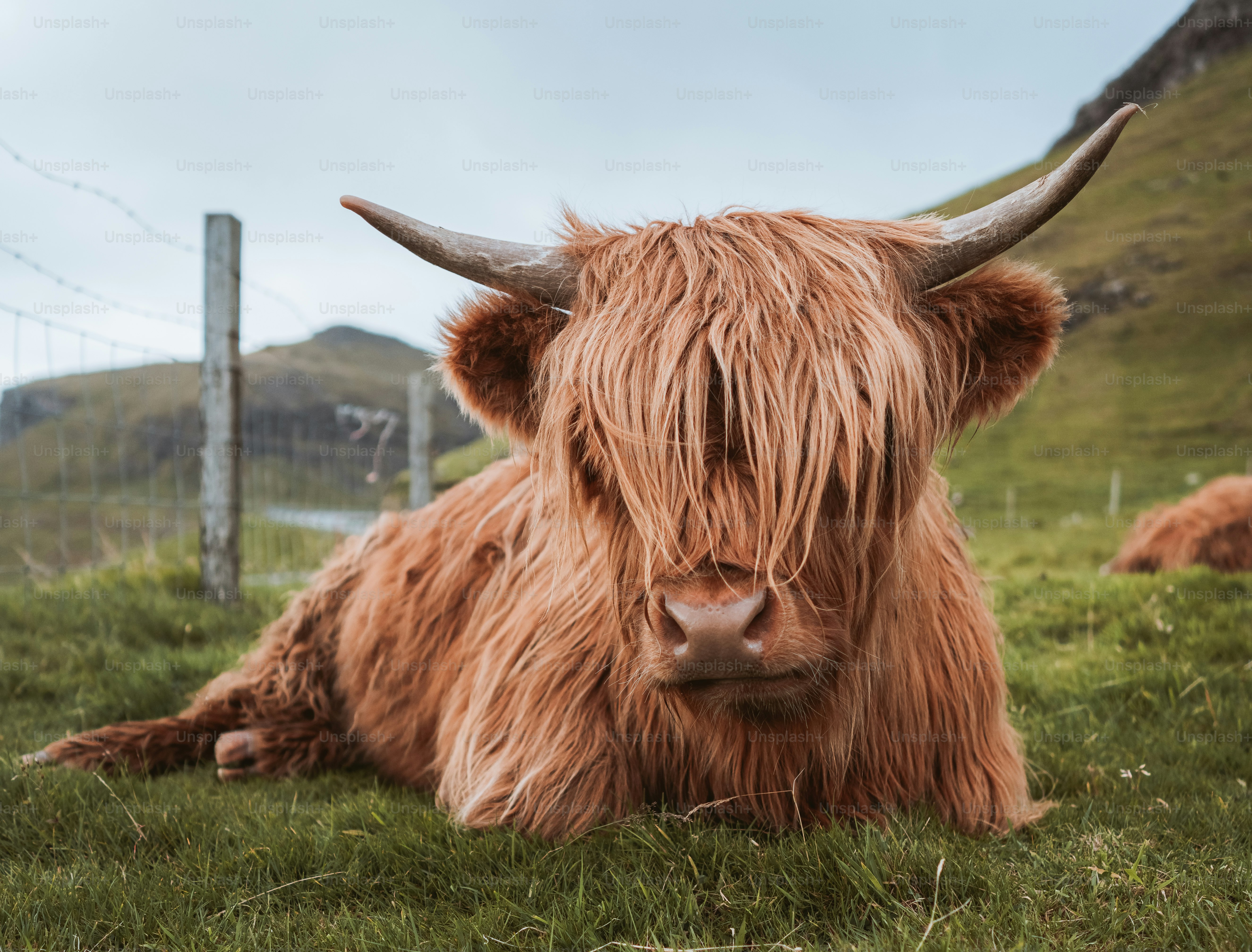 A yak lying on the grass photo – Faroe islands Image on Unsplash