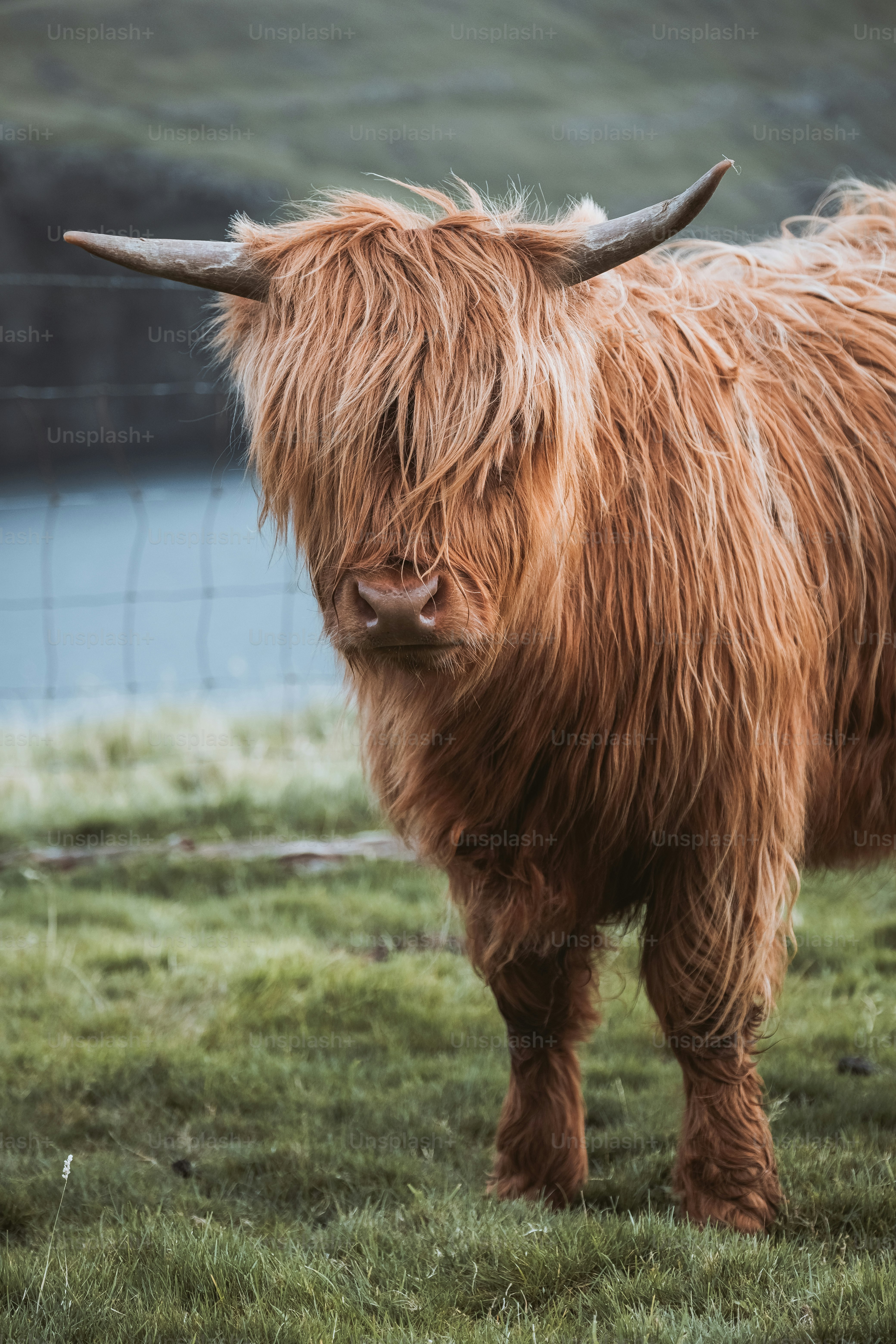 100+ Bull Pictures | Download Free Images on Unsplash