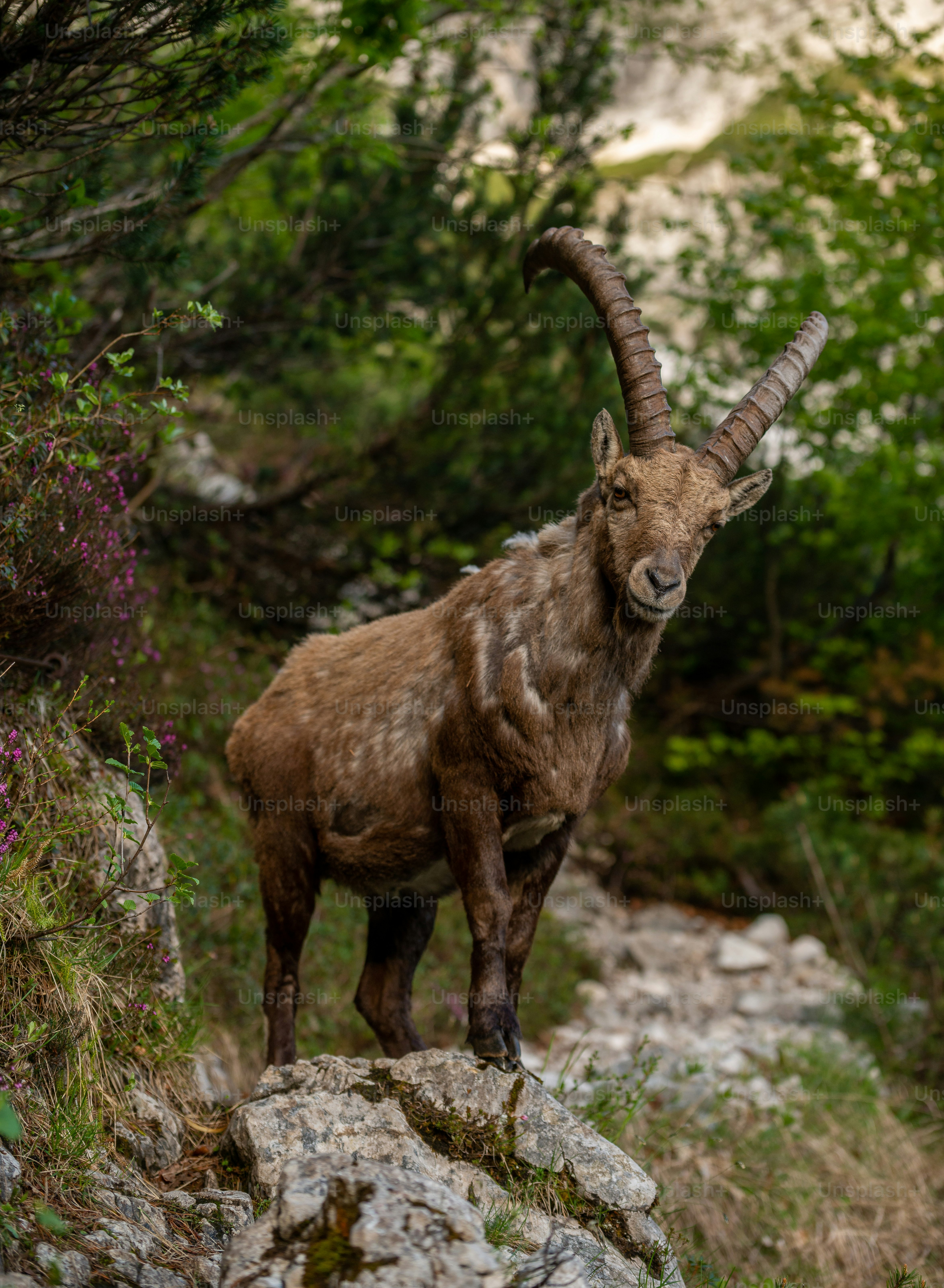 Un animal à cornes debout sur un rocher photo – Cornes Photo sur Unsplash