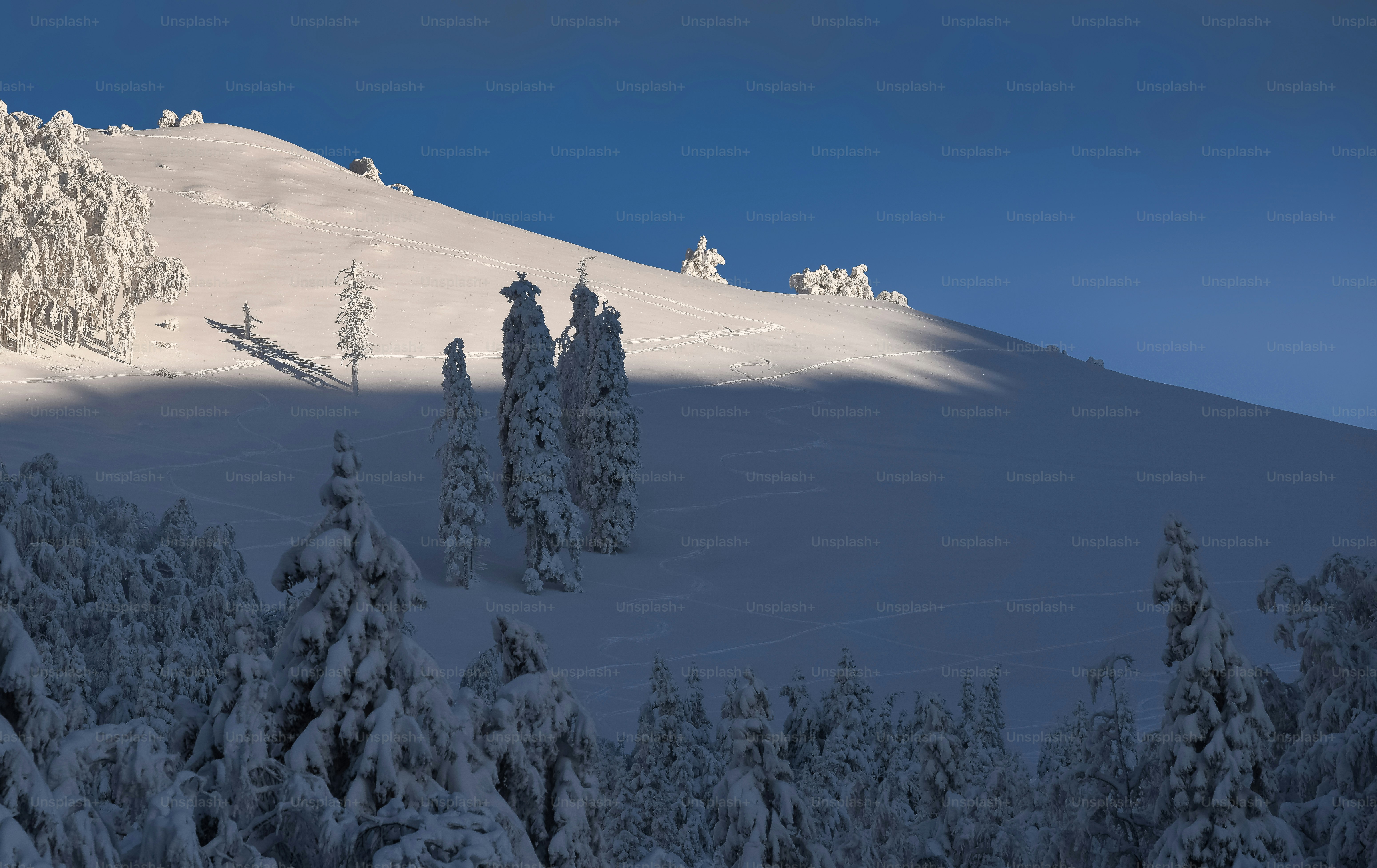 A snowy landscape with trees photo – Snow Image on Unsplash