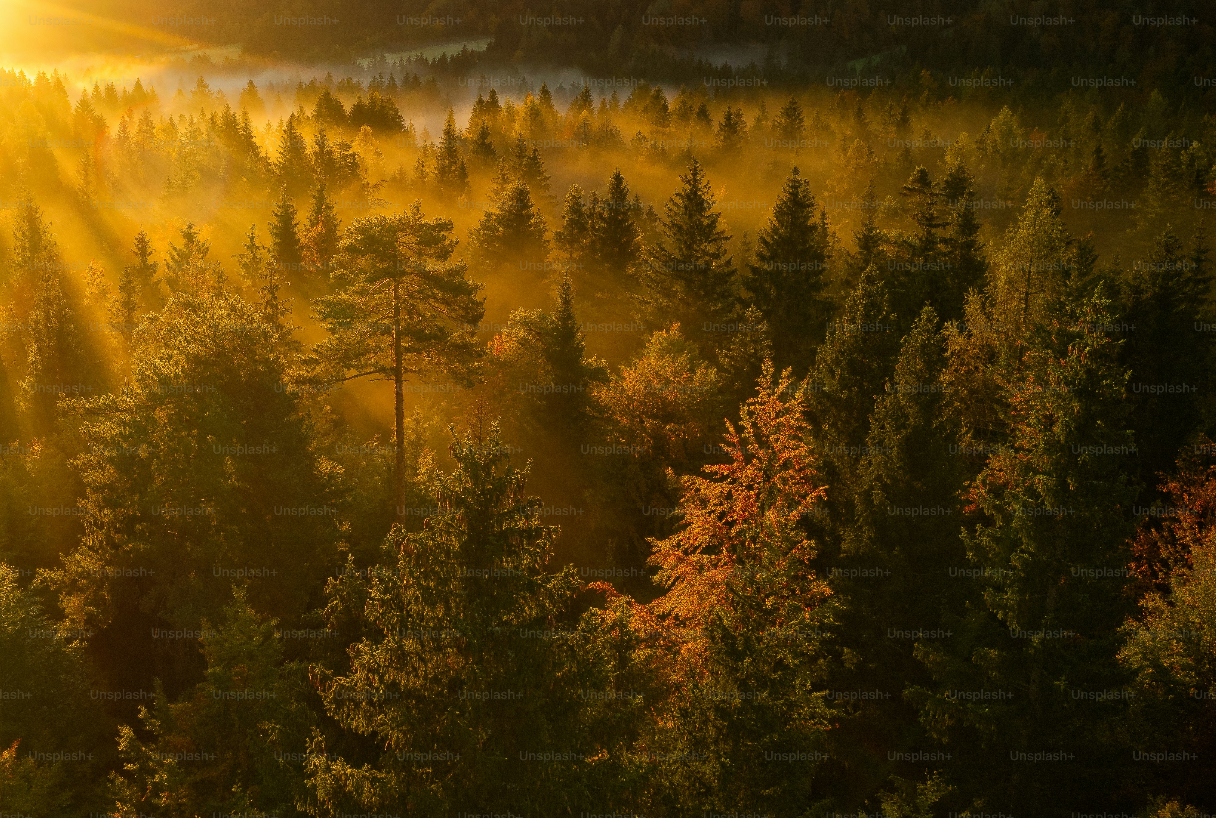 A forest of trees photo – Trees Image on Unsplash