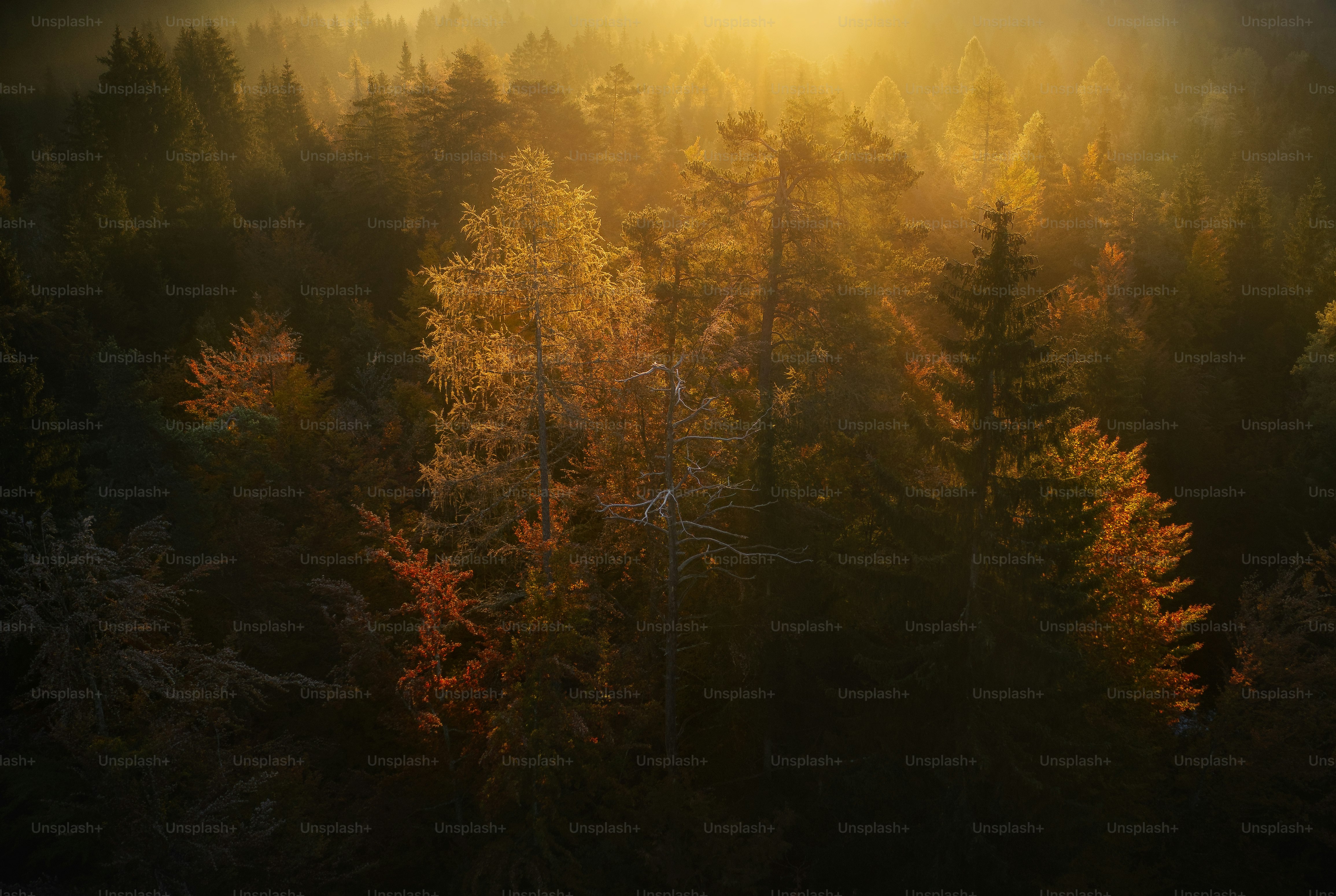 A forest of trees photo – Light of the world Image on Unsplash