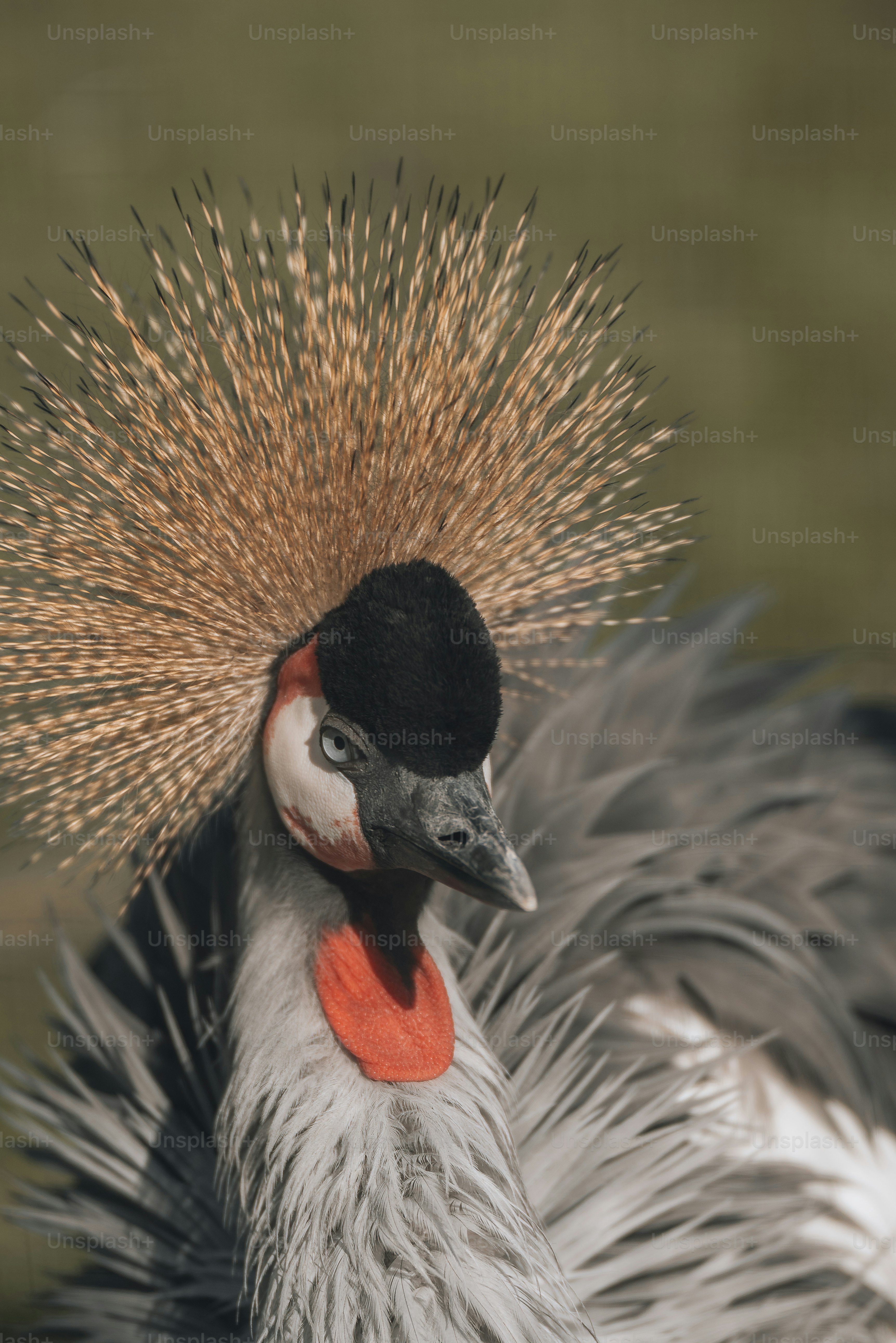 A bird with a wig photo – Wildfowl Image on Unsplash