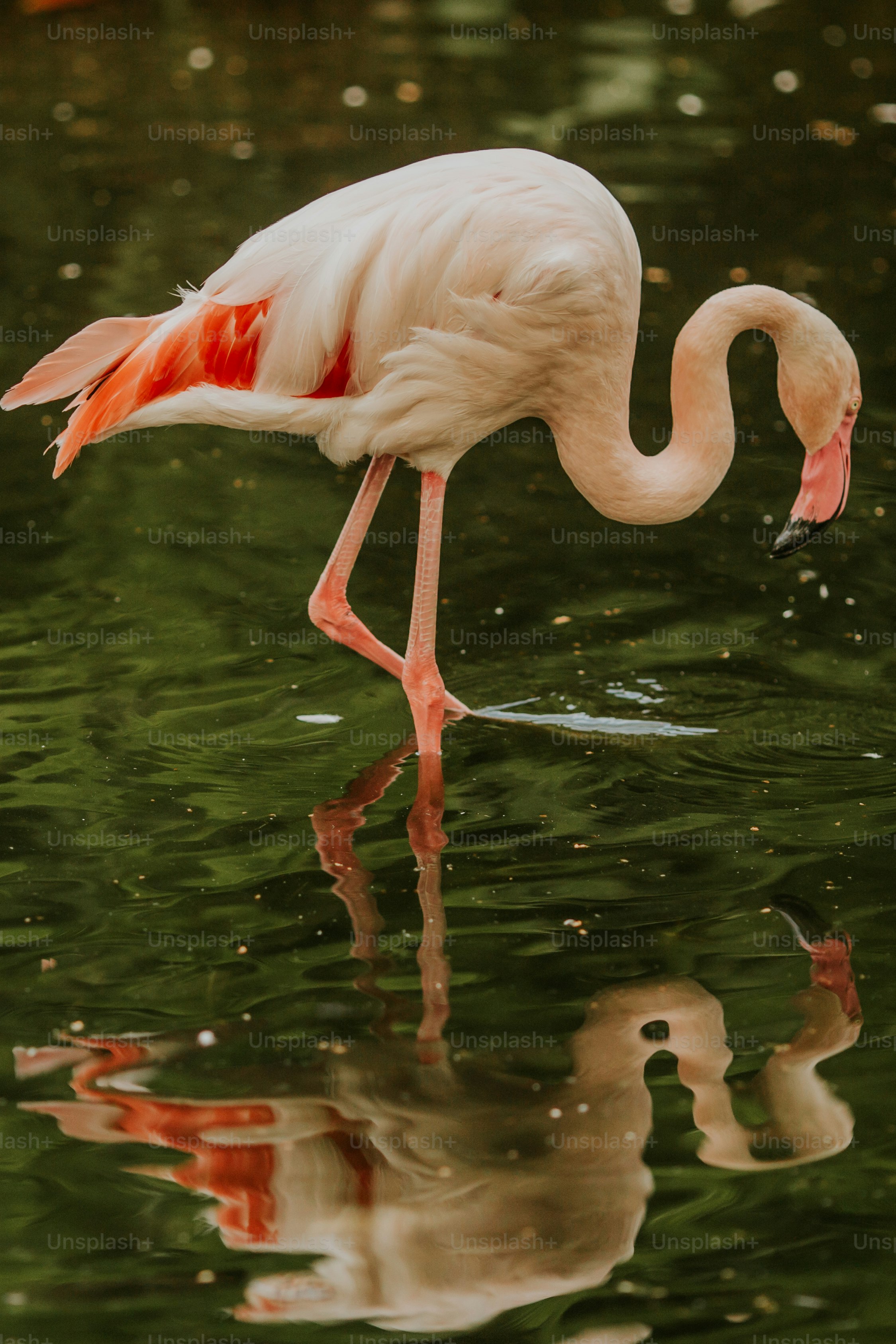750+ Flamingo Pictures [HD] | Download Free Images on Unsplash