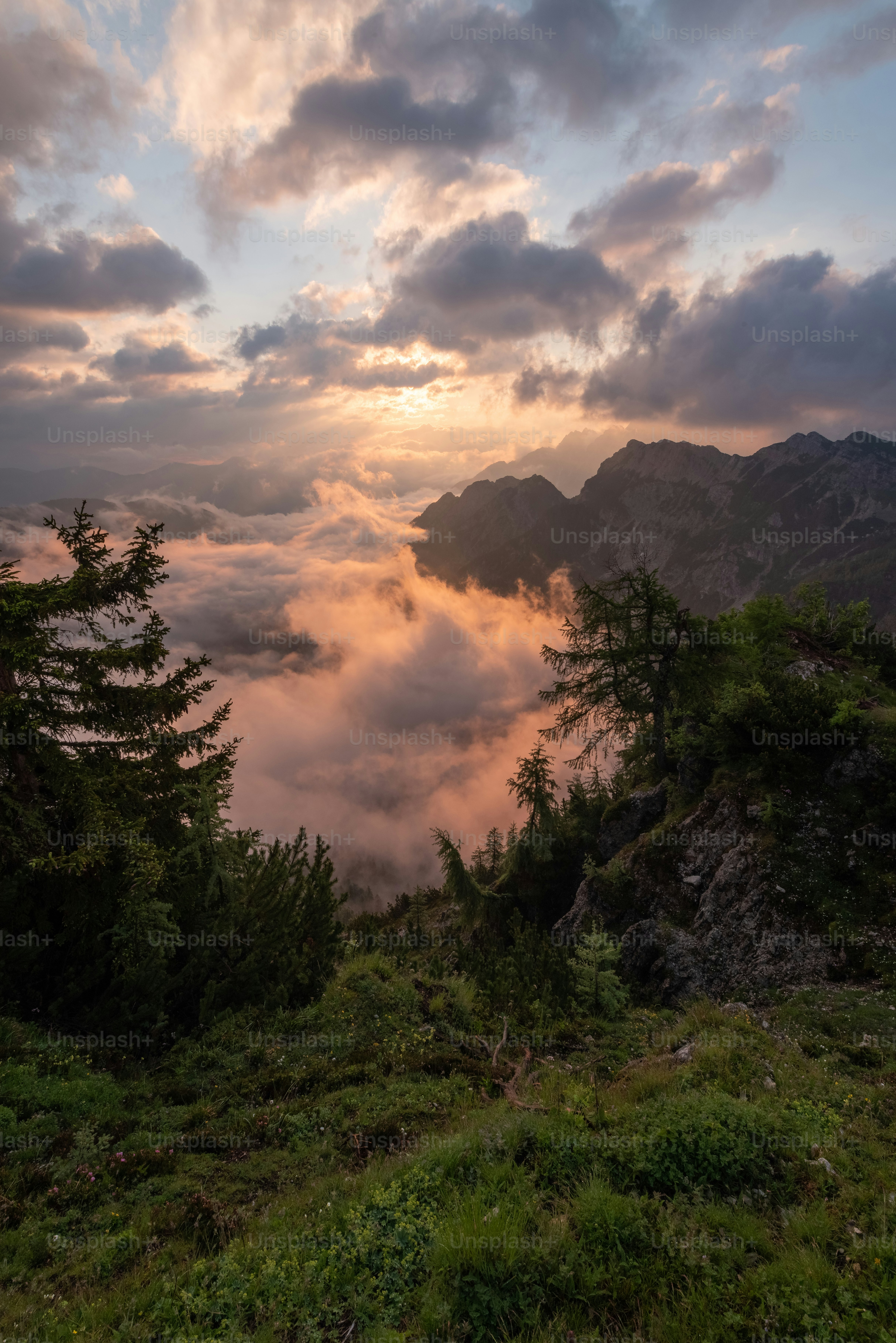 A group of trees in a foggy area photo – Cloudy background Image on ...