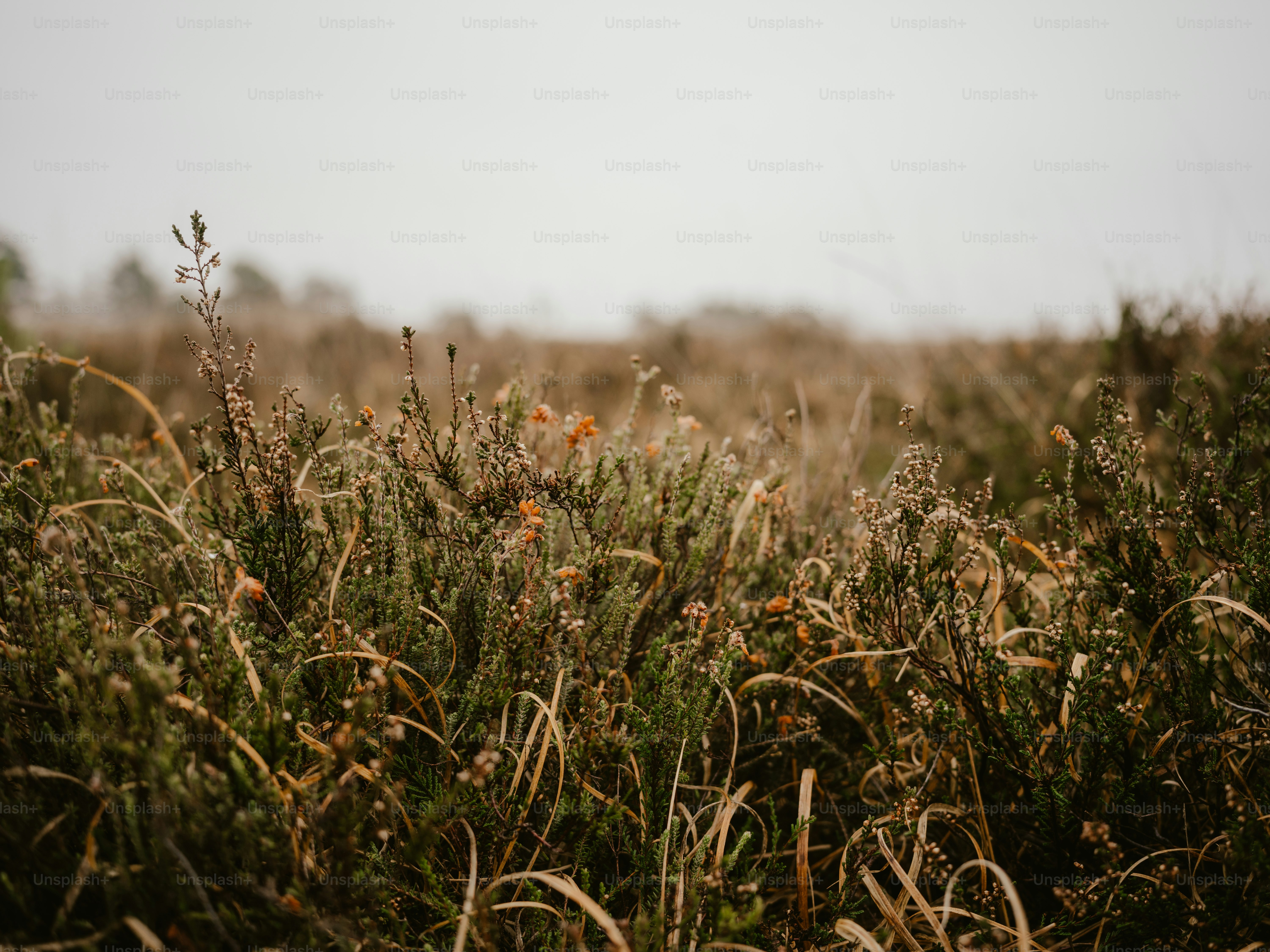 A field of plants photo – Reeds Image on Unsplash