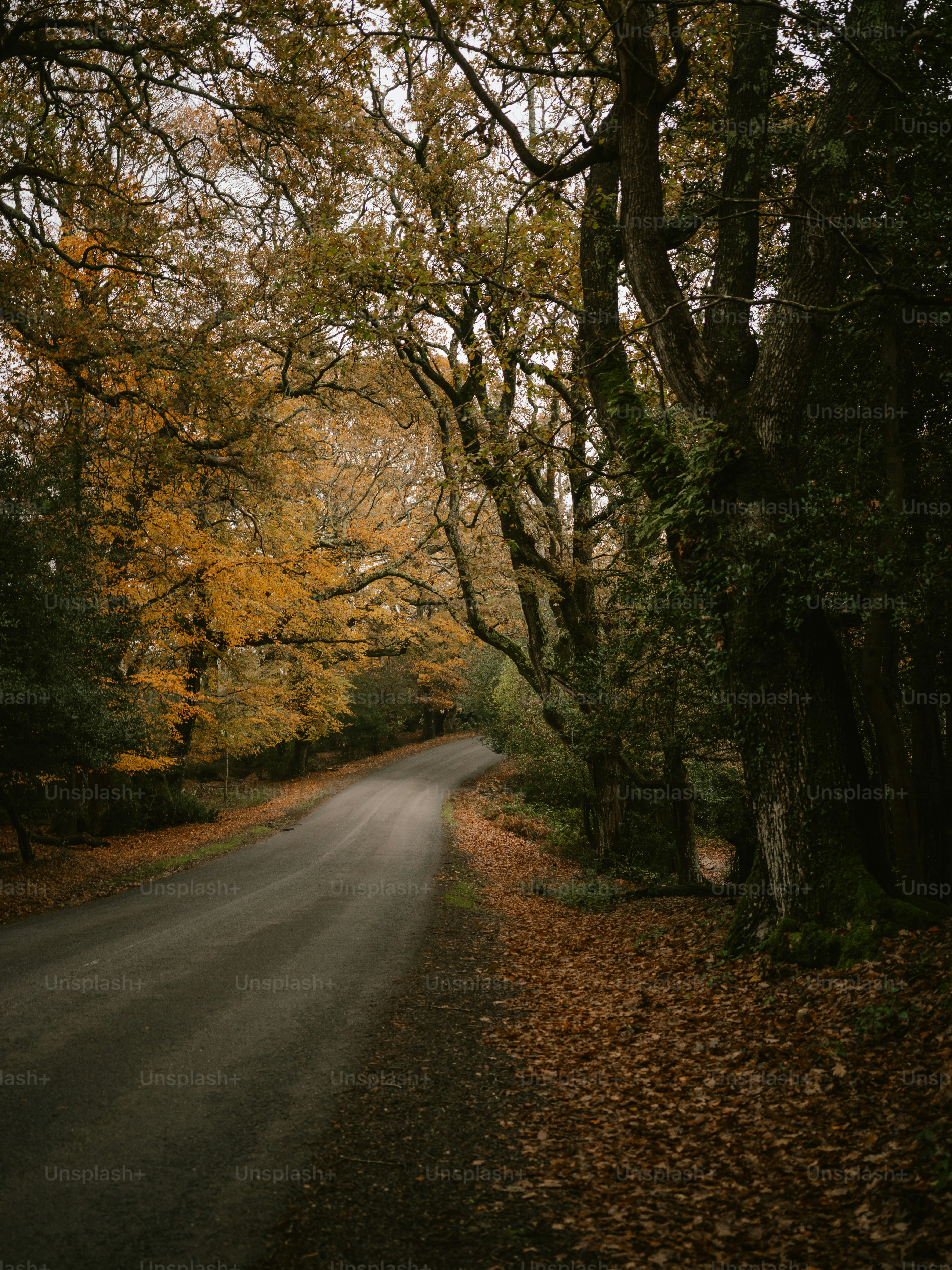 A road with trees on either side photo – Autumn Image on Unsplash