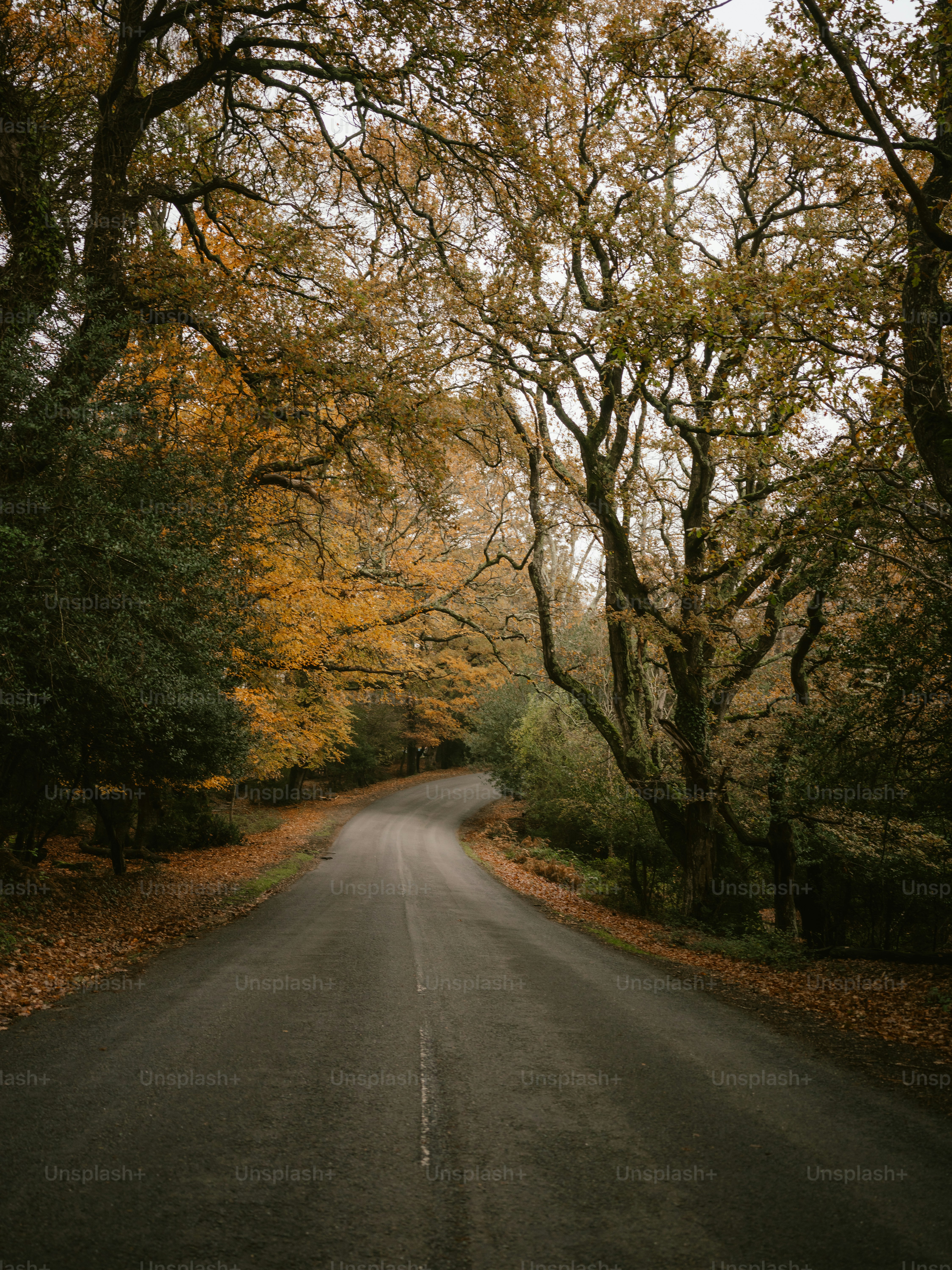 A road with trees on either side photo – Autumn Image on Unsplash