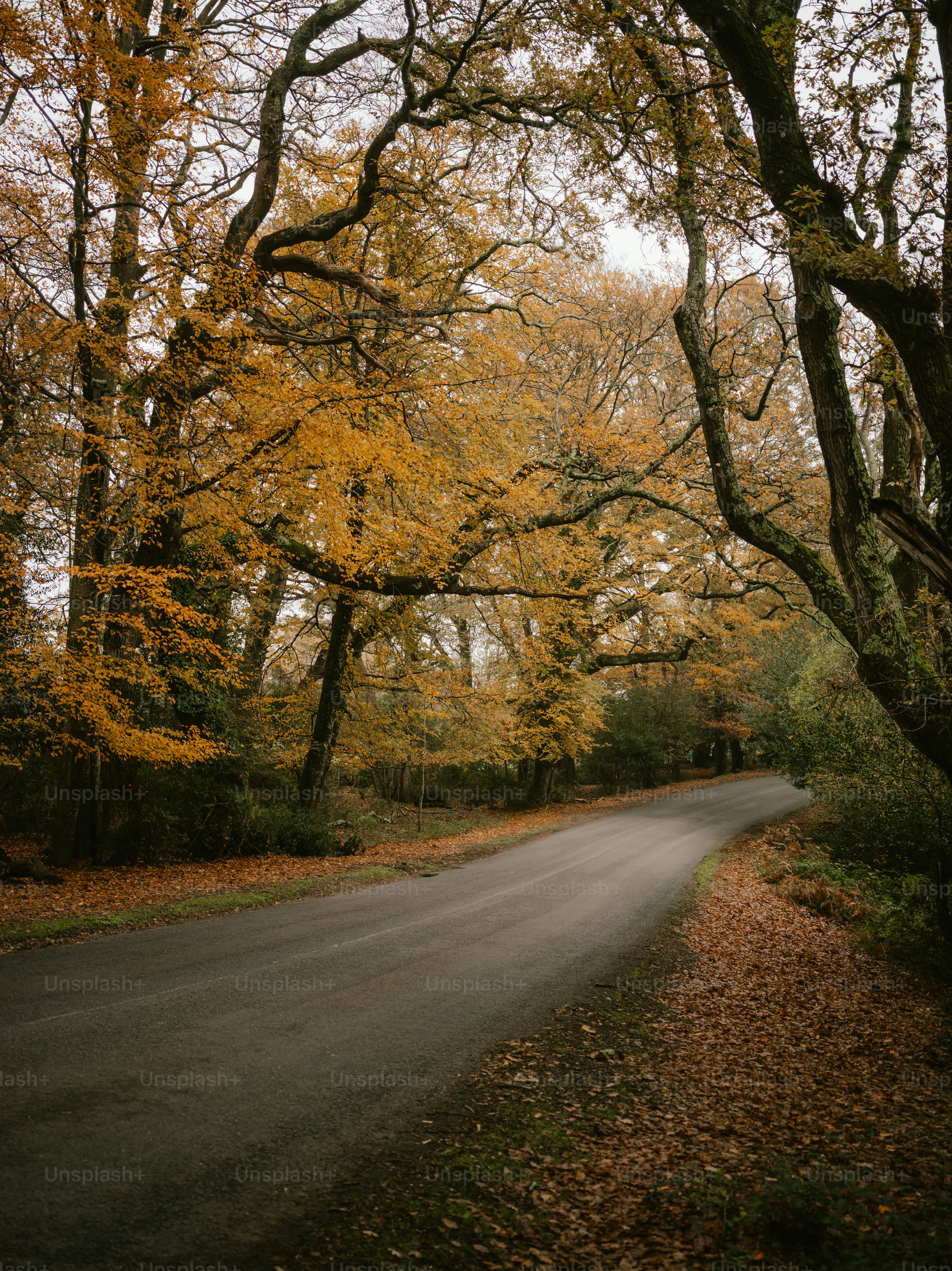 30,000+ Autumn Tree Pictures | Download Free Images on Unsplash