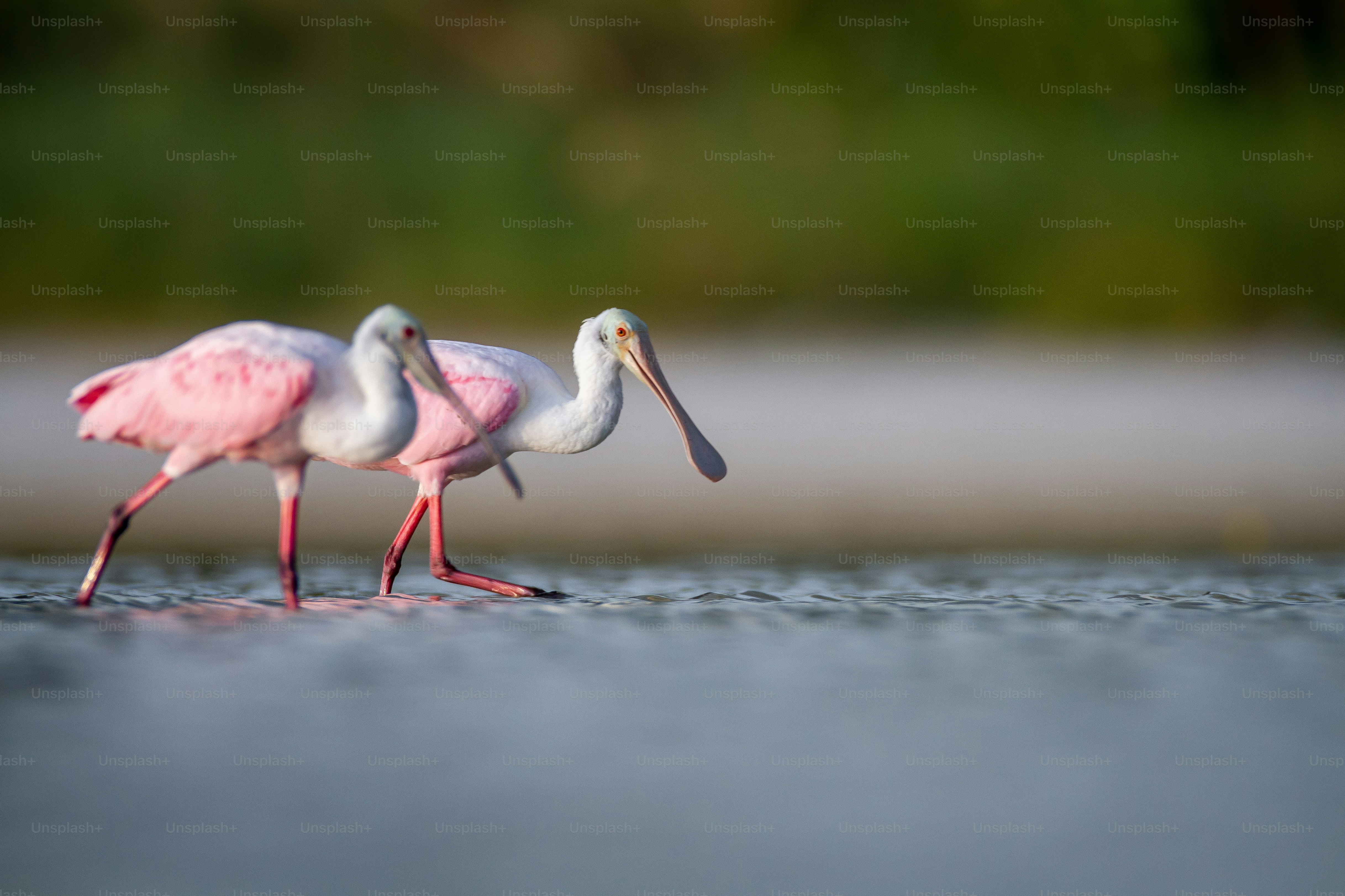 A group of birds walk across a body of water photo – Wildlife Image on ...