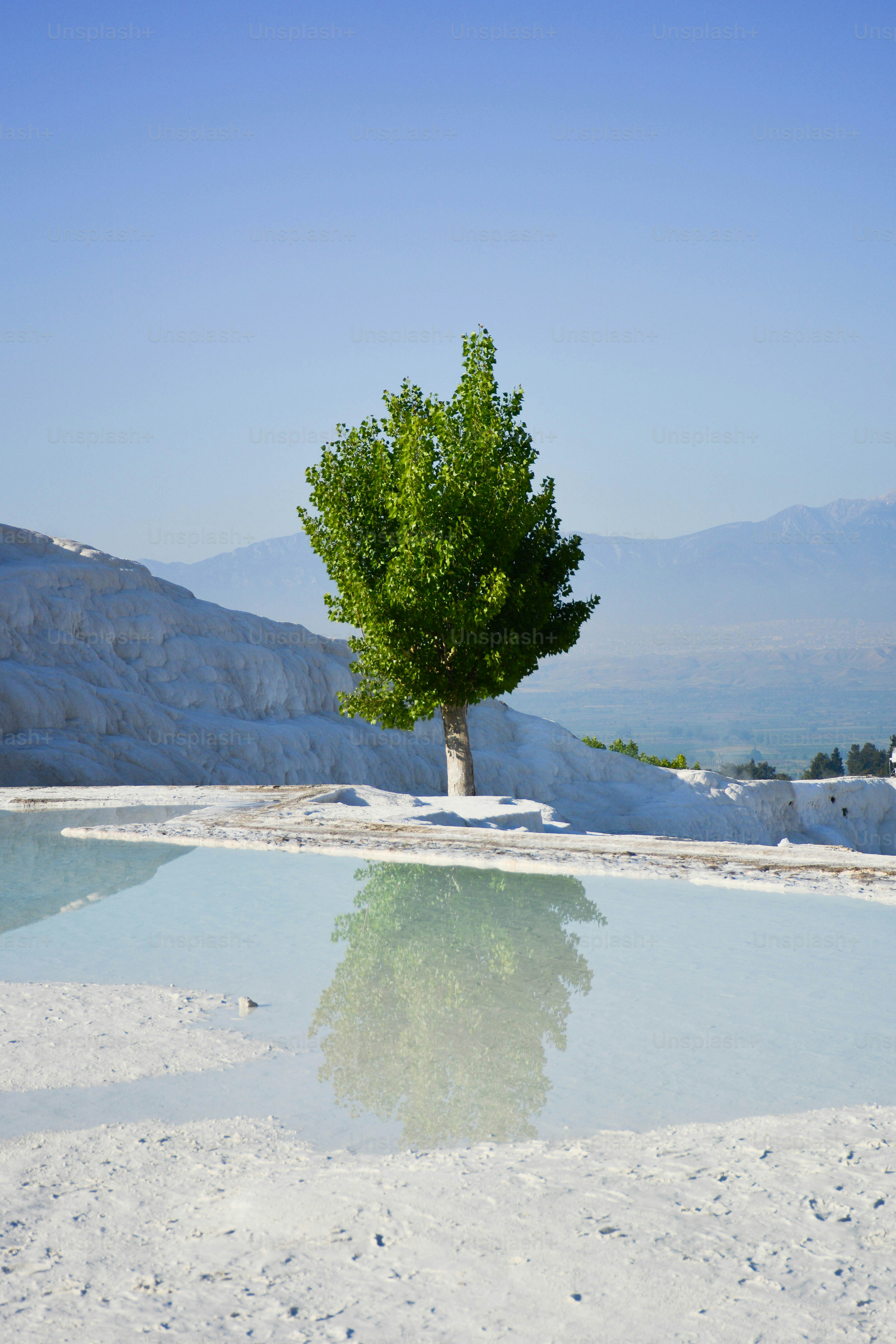 200+ Tree Pictures & Images [HD] | Download Free Photos on Unsplash