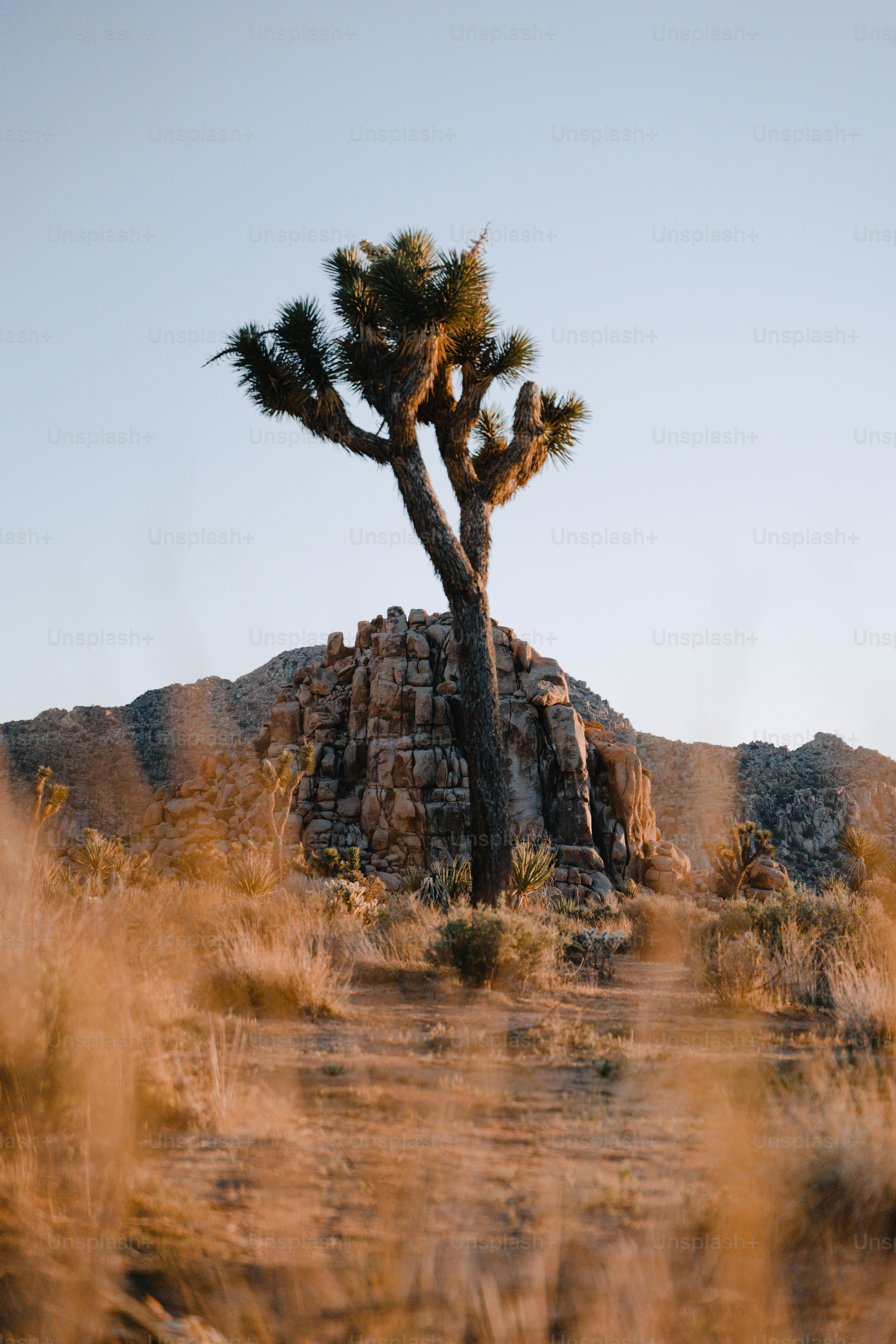 A group of trees in a desert photo – Joshua tree Image on Unsplash