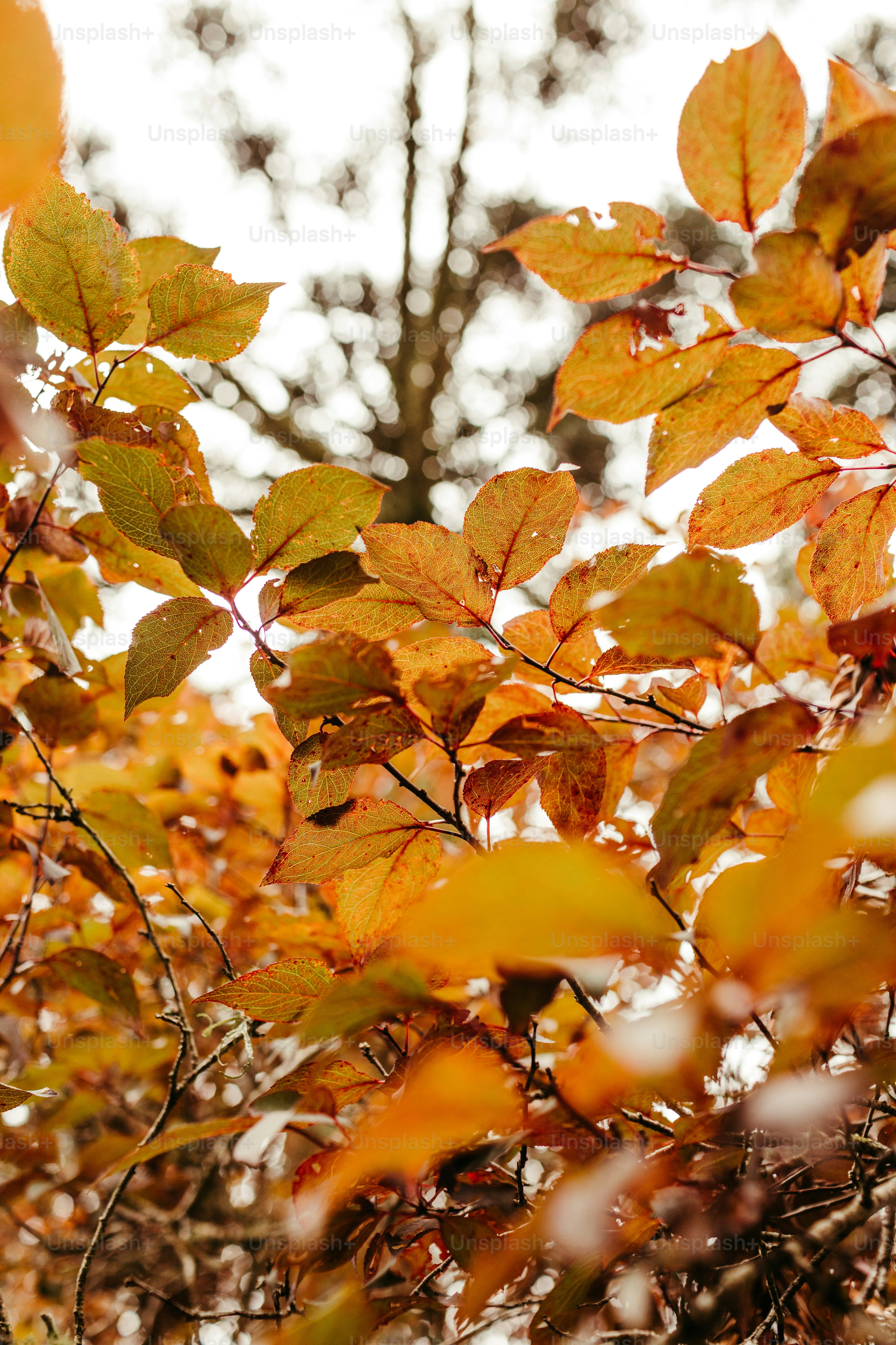 A group of leaves on a tree photo – Autumn Image on Unsplash