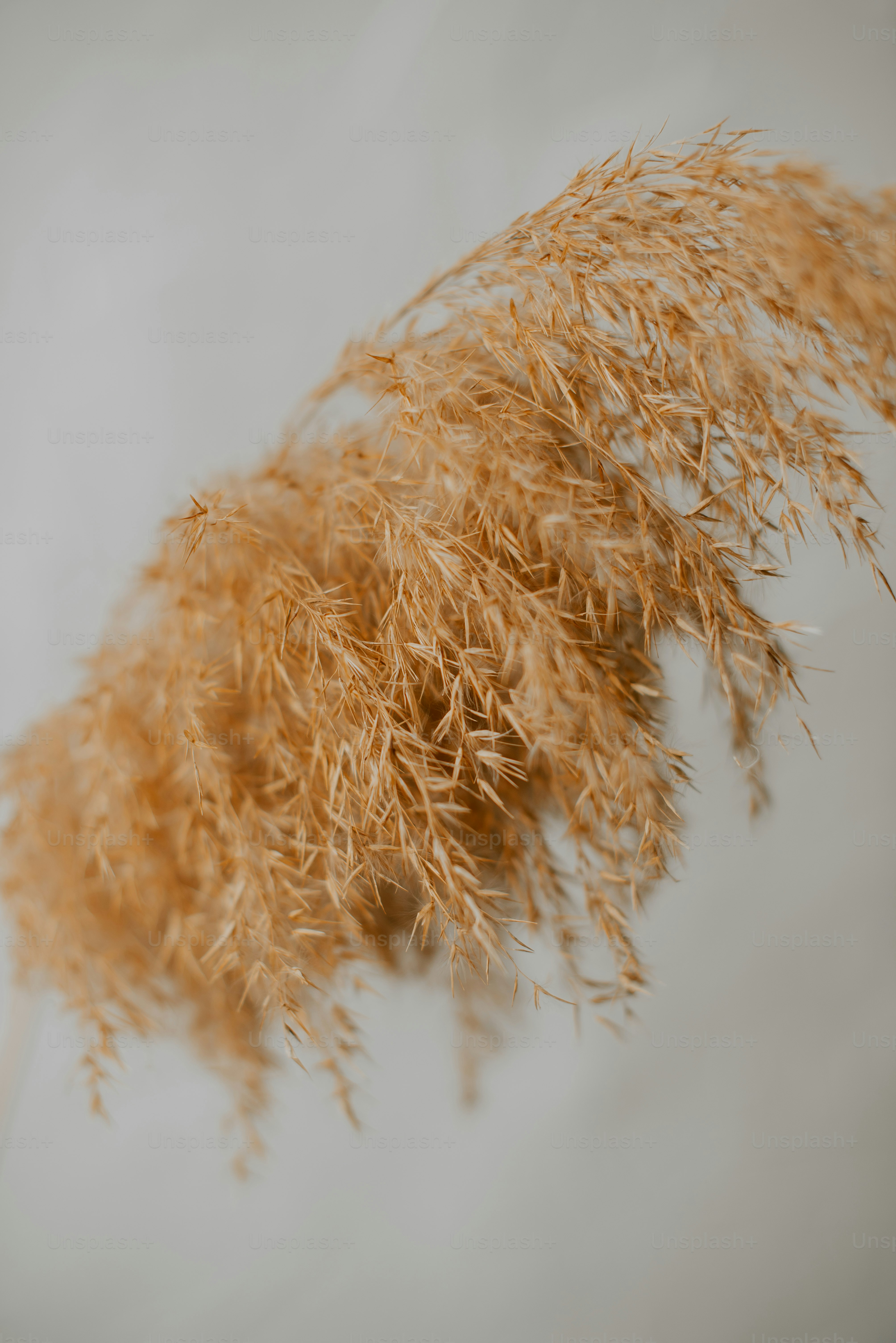 A close up of a fluffy white object photo – Texture Image on Unsplash