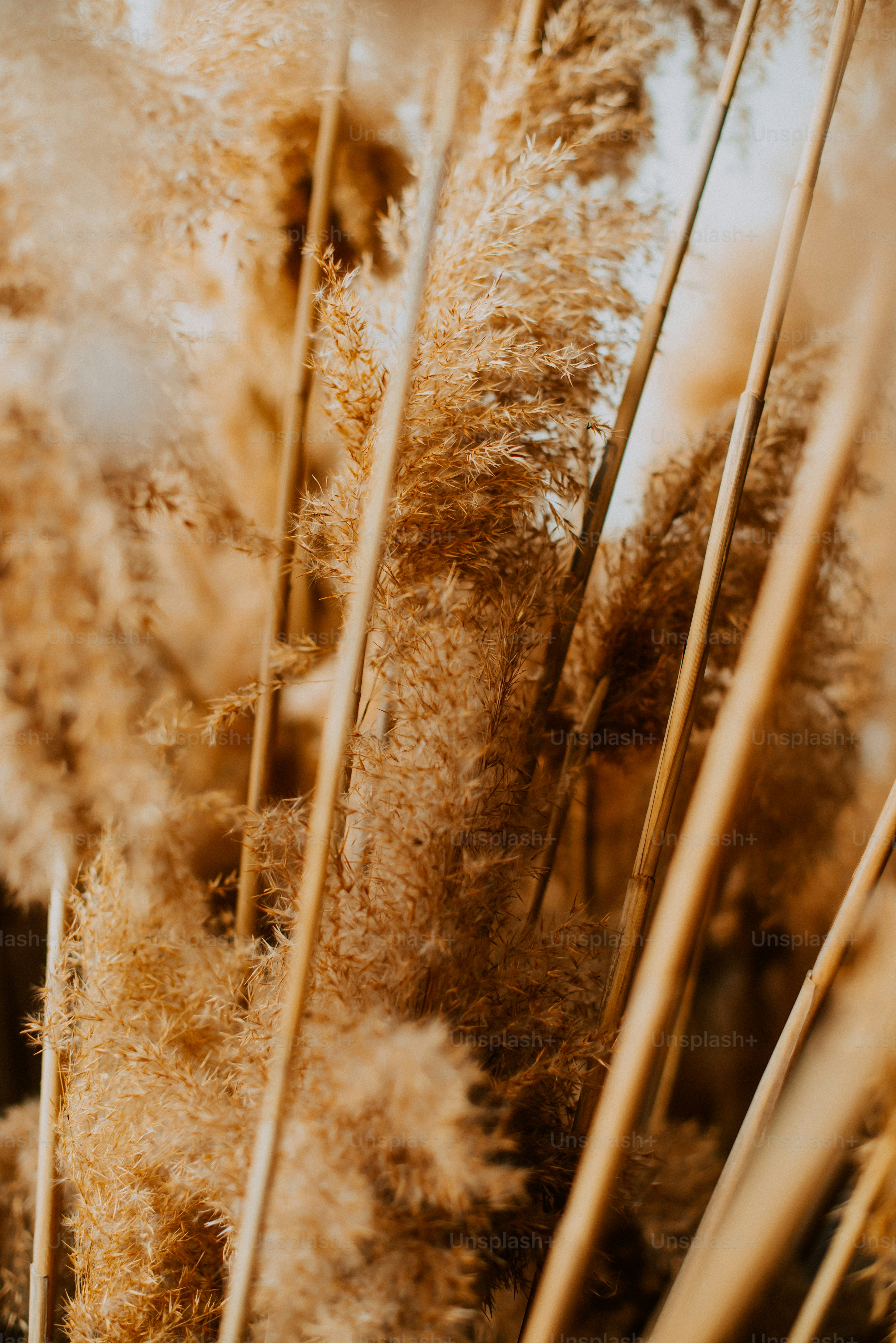 100+ Soft Pictures | Download Free Images on Unsplash