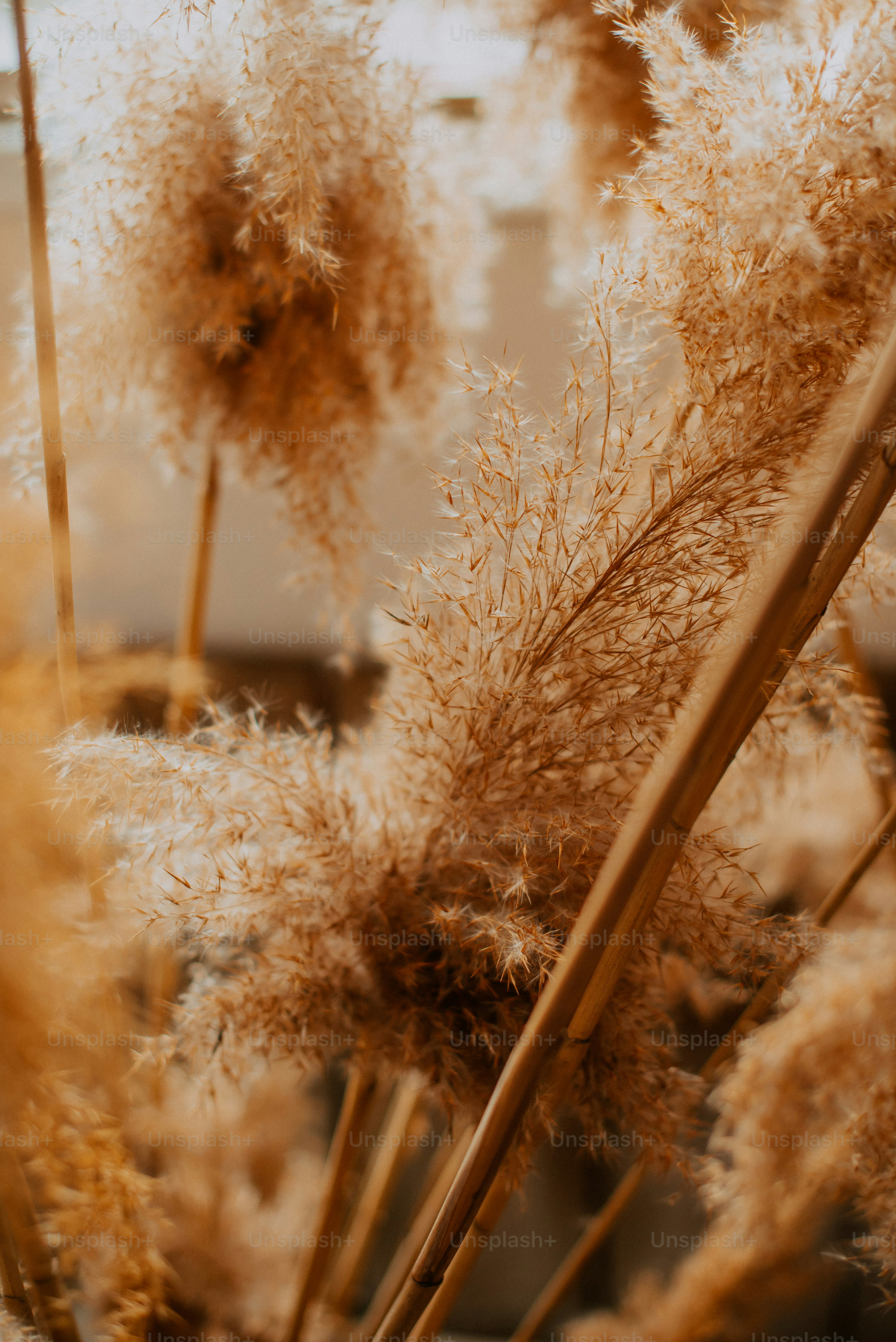 Flax Pictures | Download Free Images on Unsplash