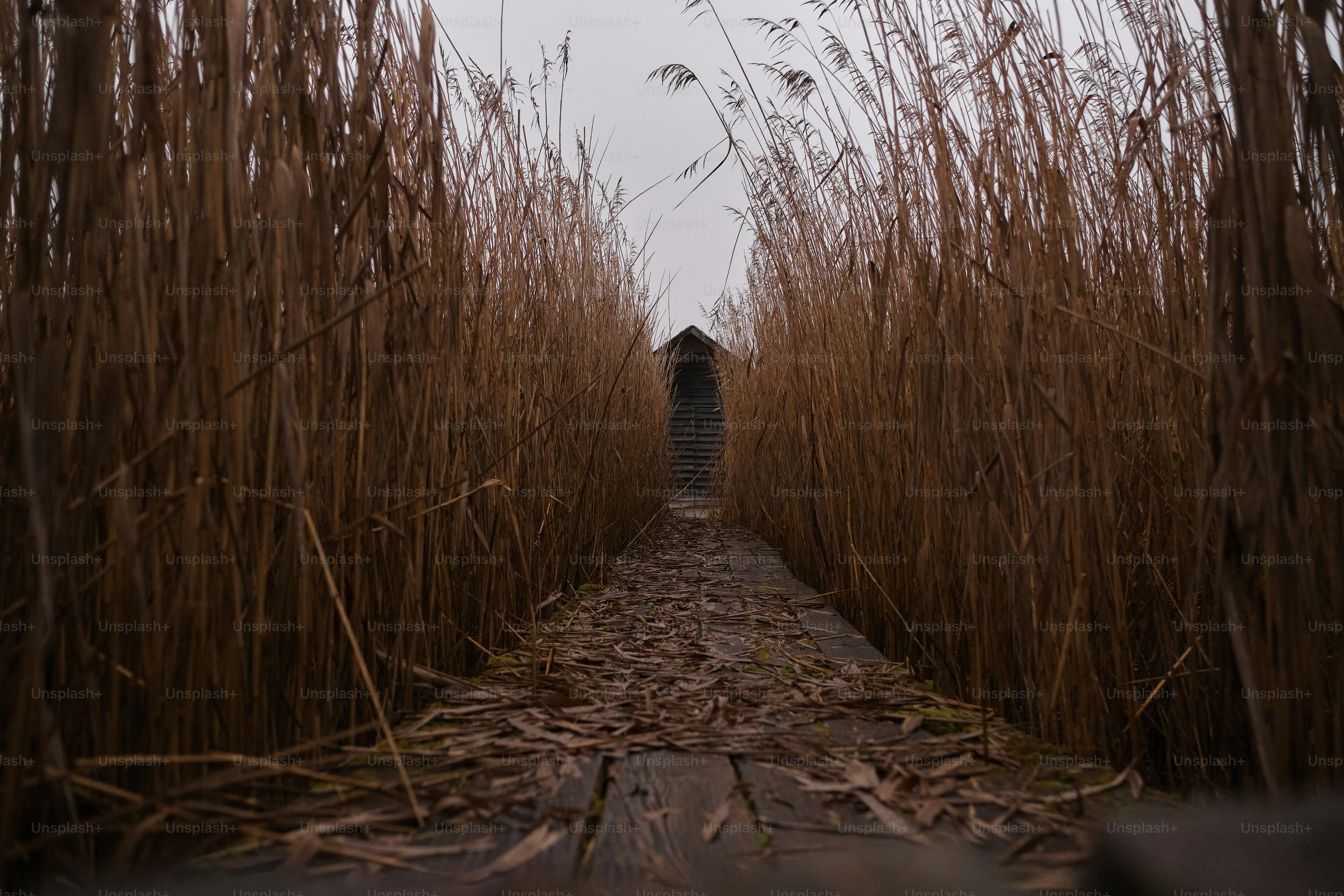 Pathways Pictures | Download Free Images on Unsplash