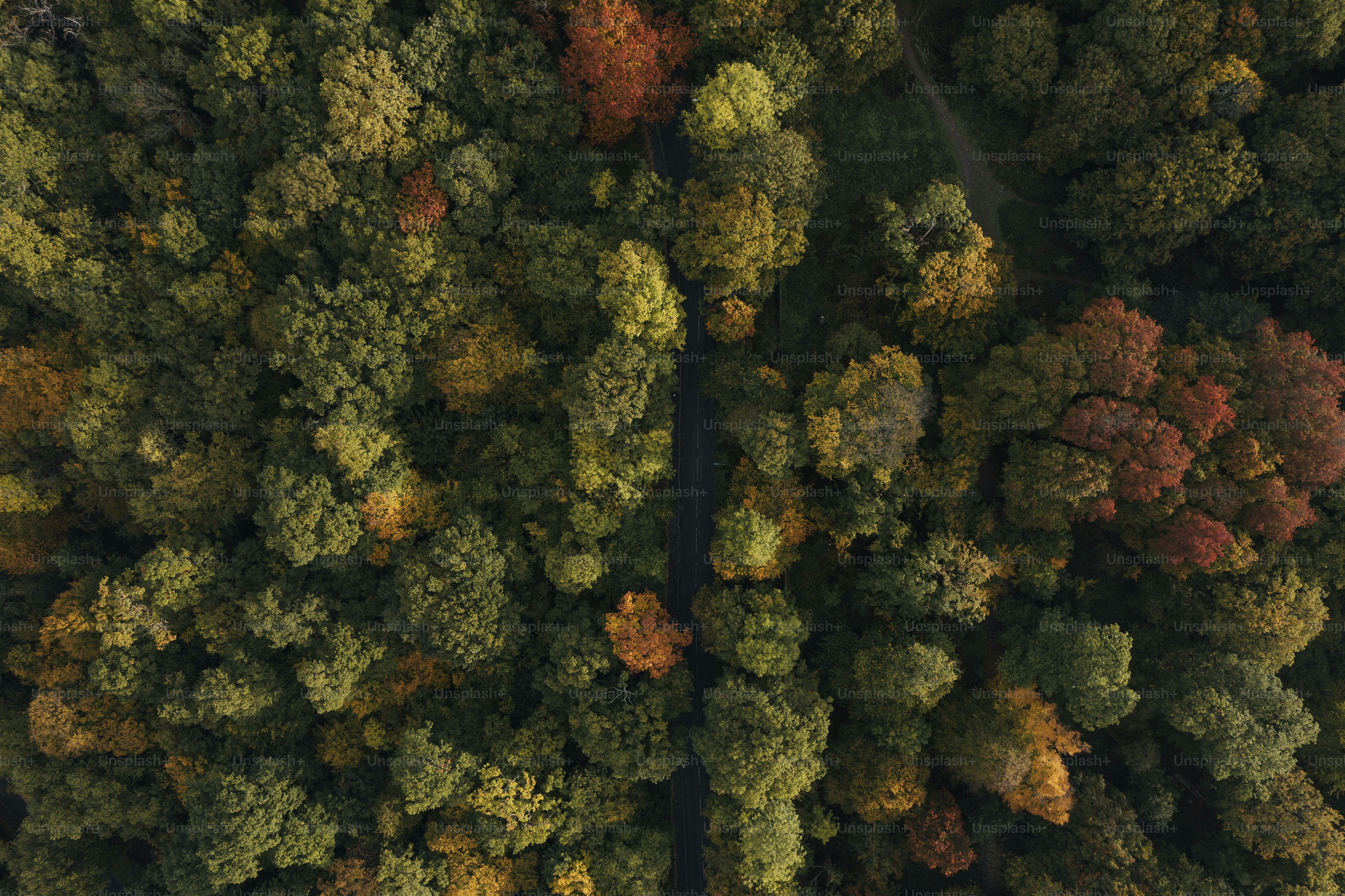 Forest Wallpaper Pictures - Free Images by Unsplash Contributors