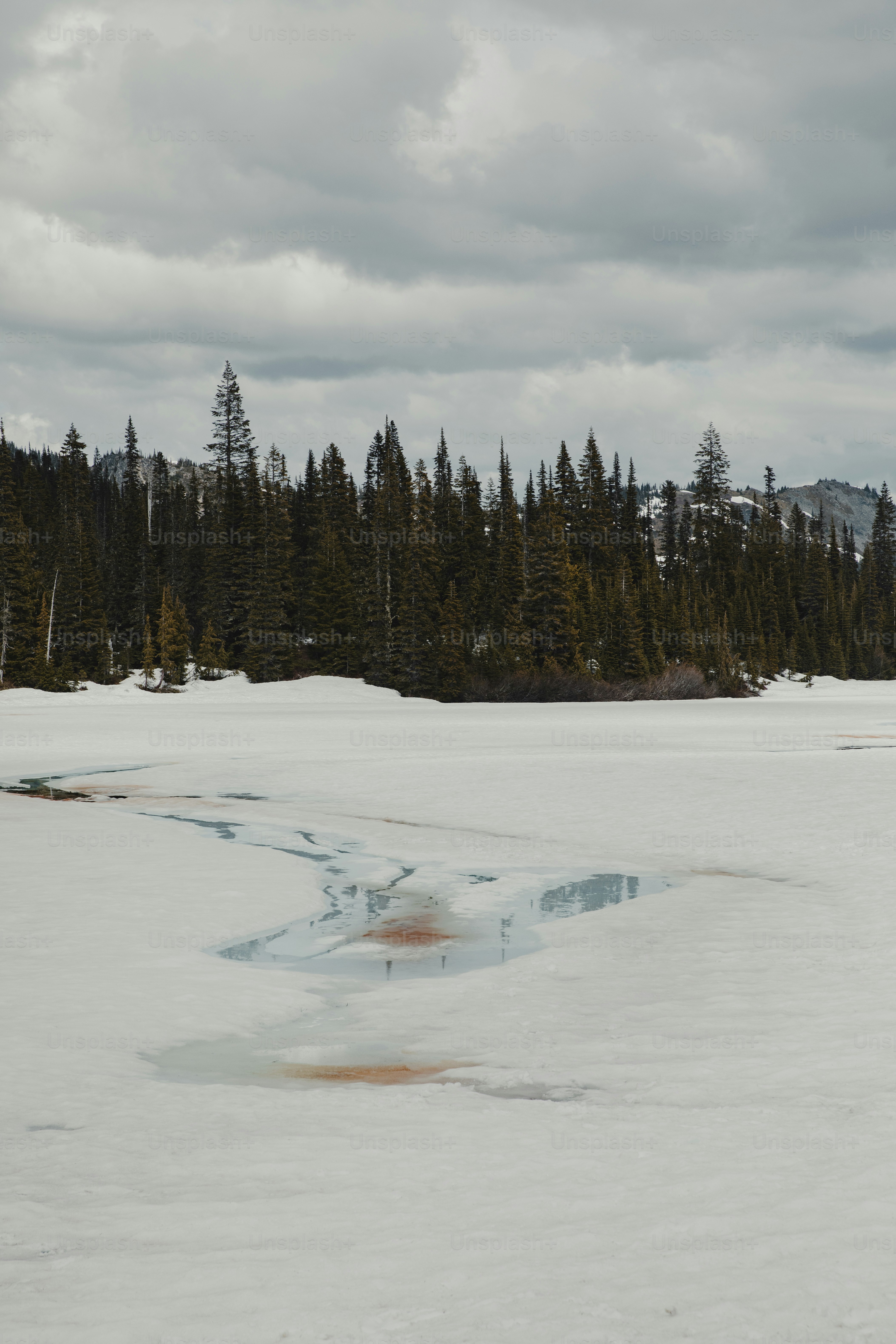 A snowy field with trees in the background photo – Landscape Image on ...