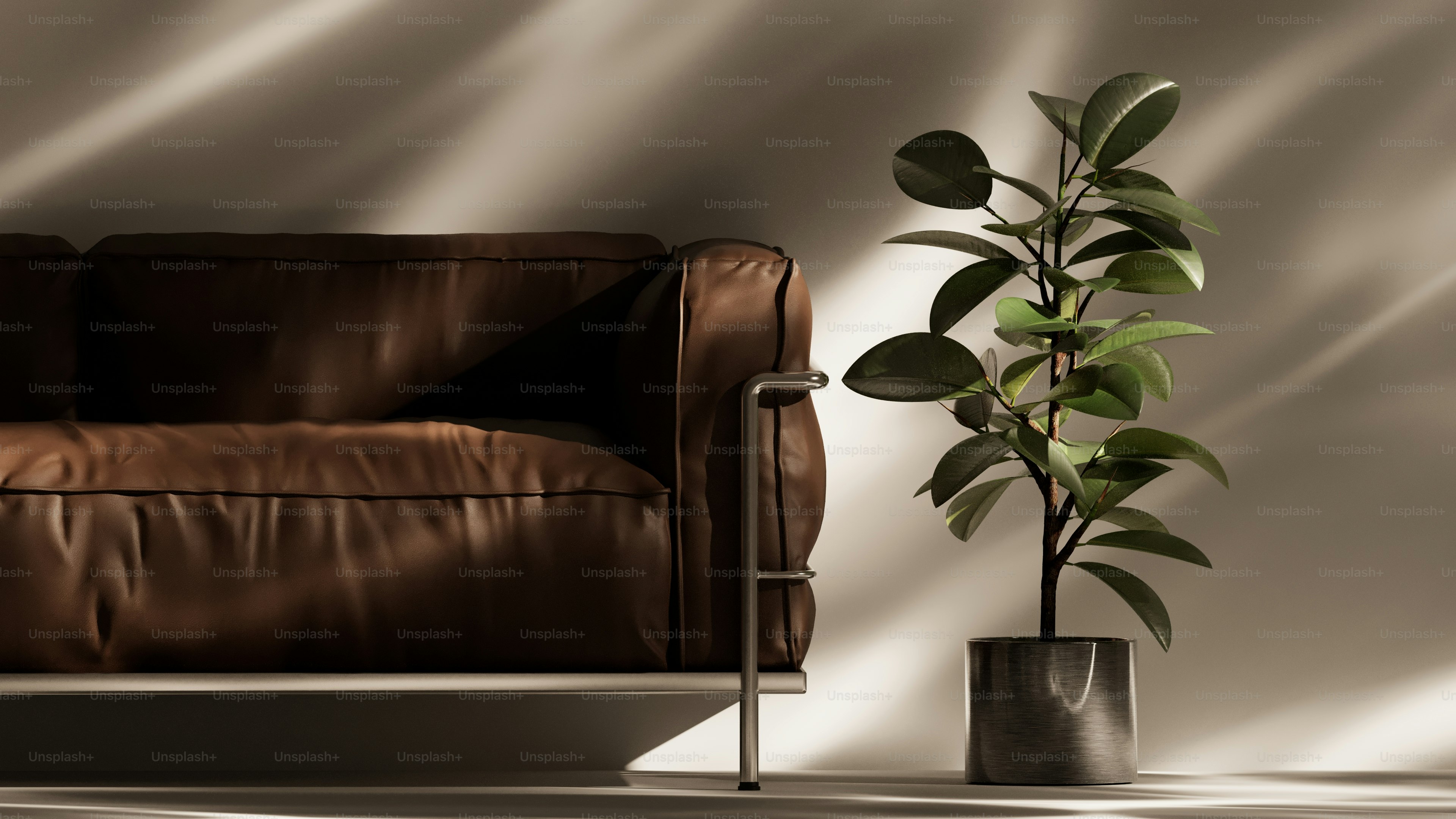 Una pianta in vaso foto – Immagine di Sfondo su Unsplash