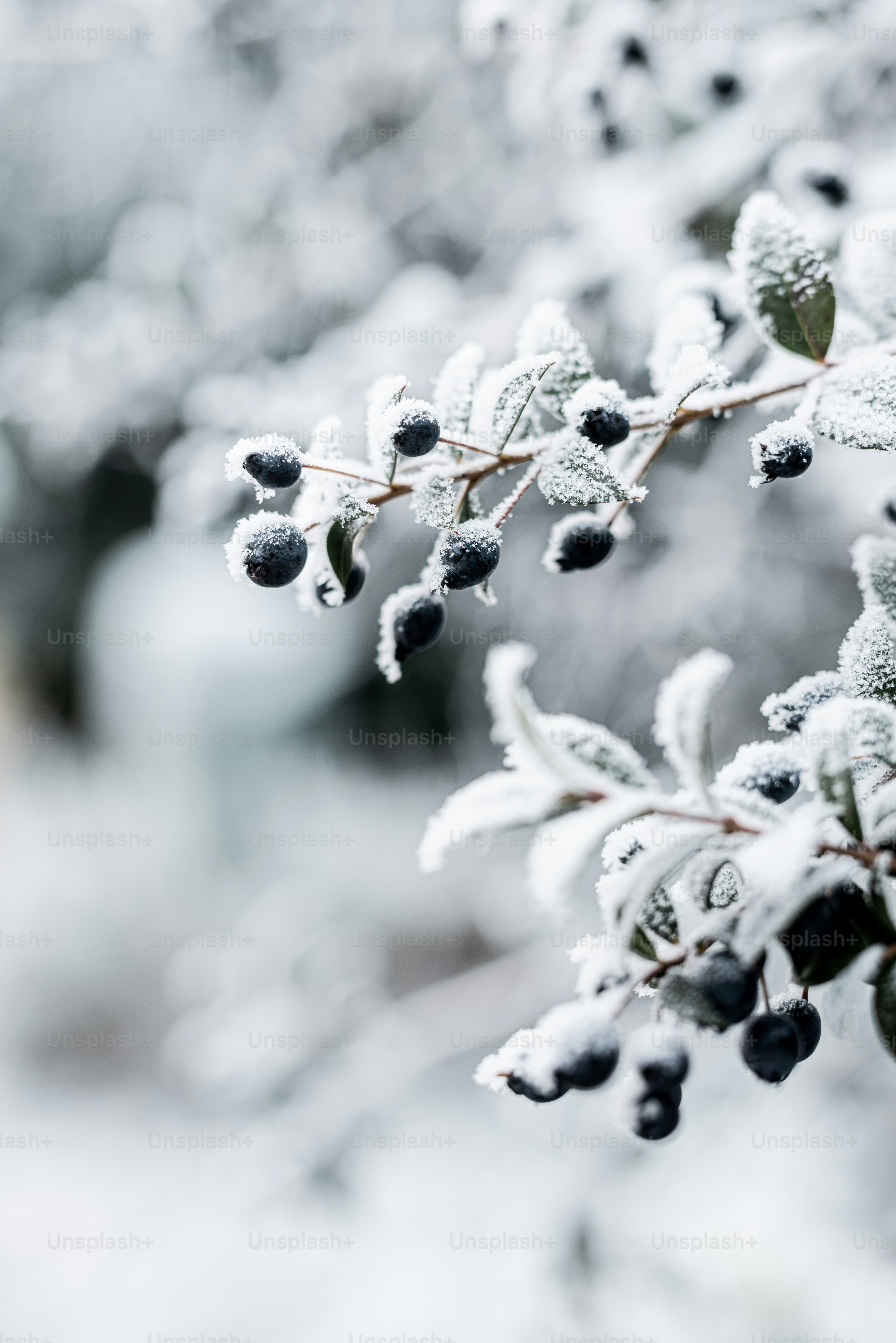 Best Snowflake Pictures [HD] | Download Free Images on Unsplash