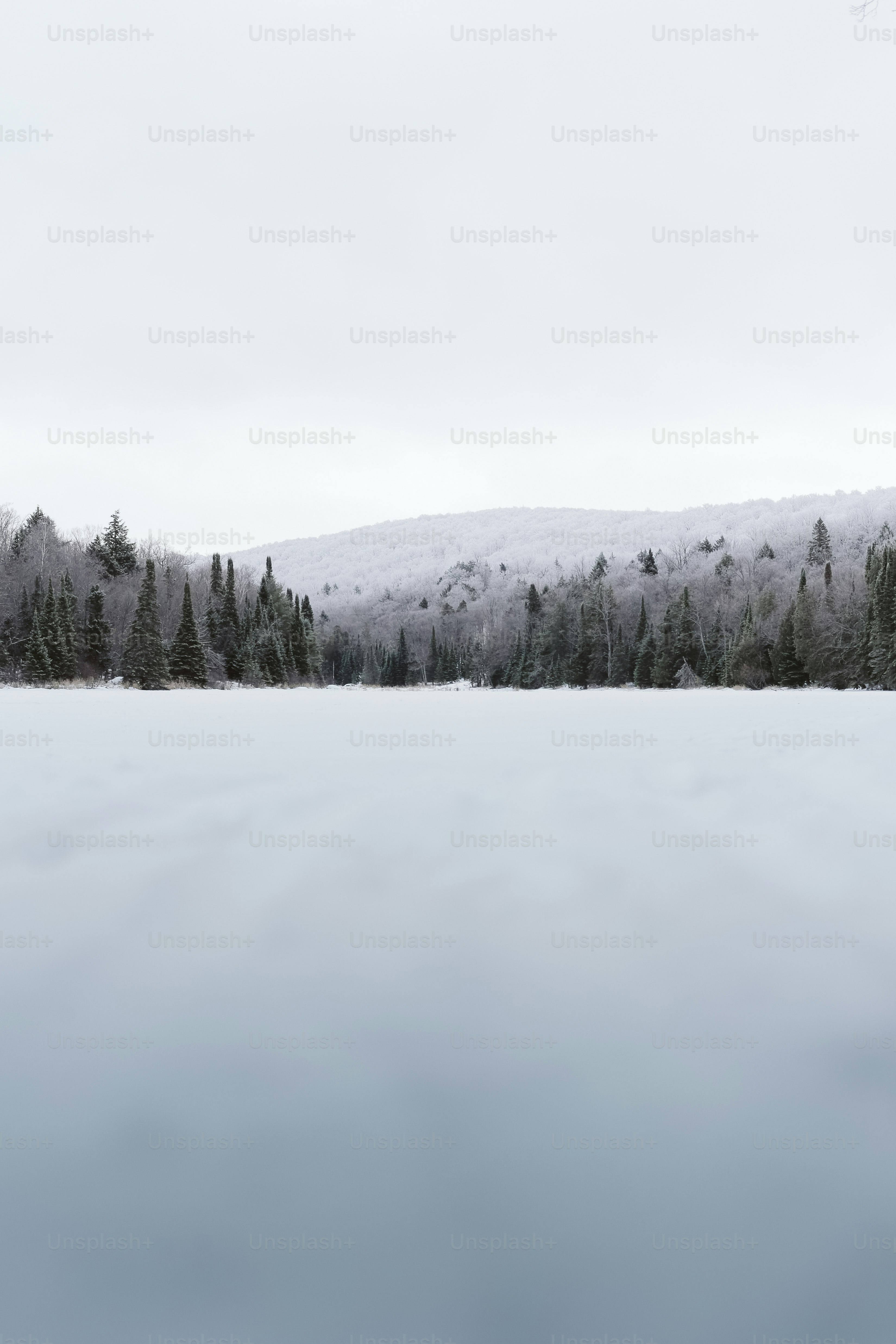 A snow covered field with trees in the background photo – Snowy trees ...