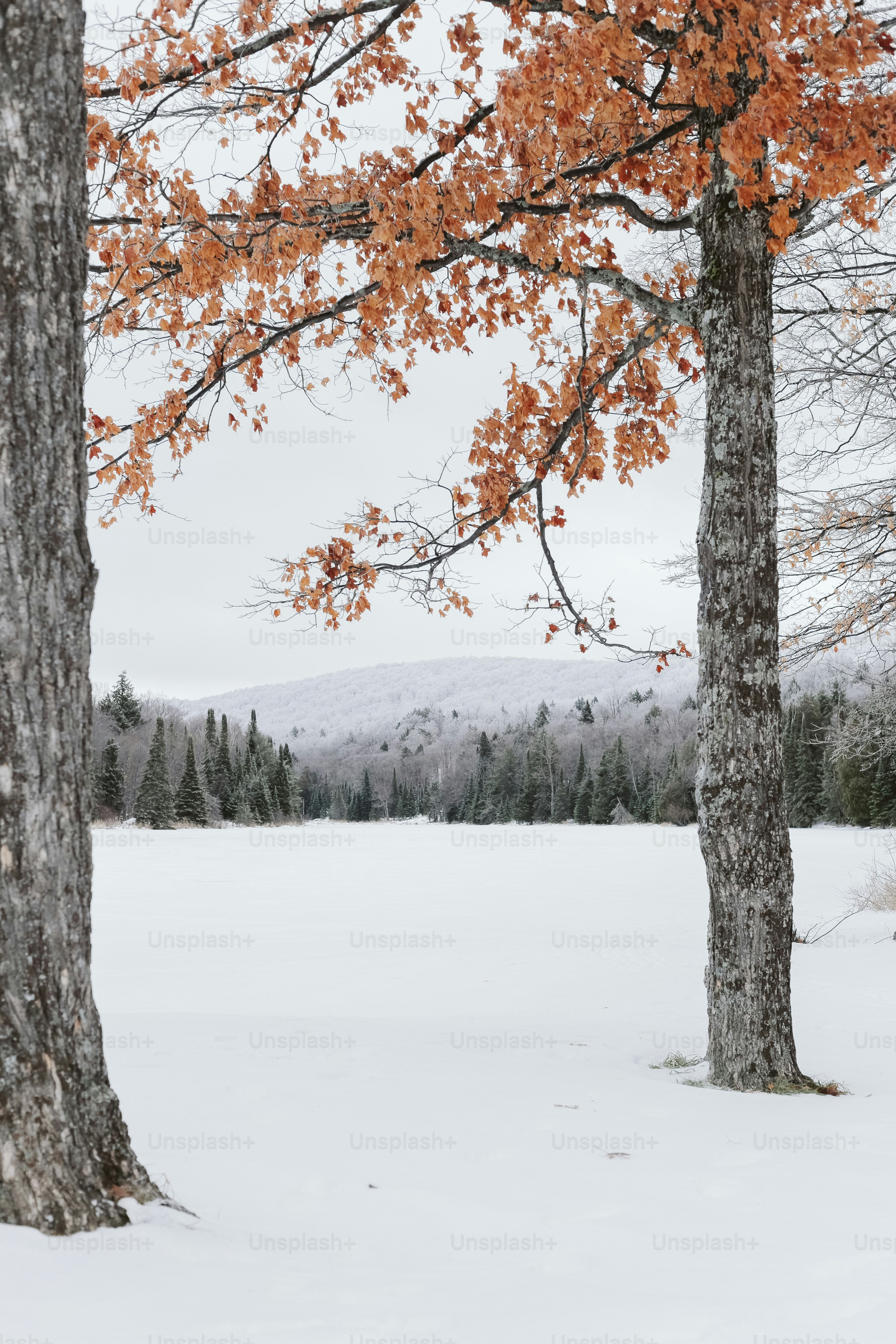 A snow covered field with trees in the background photo – Winter Image ...
