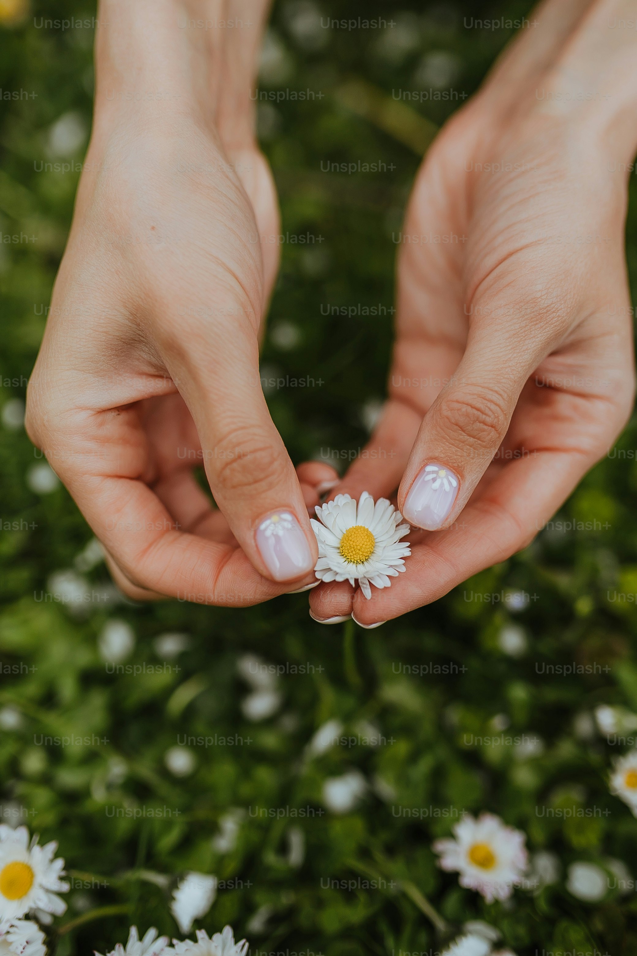 A pair of hands holding flowers photo – Hands Image on Unsplash