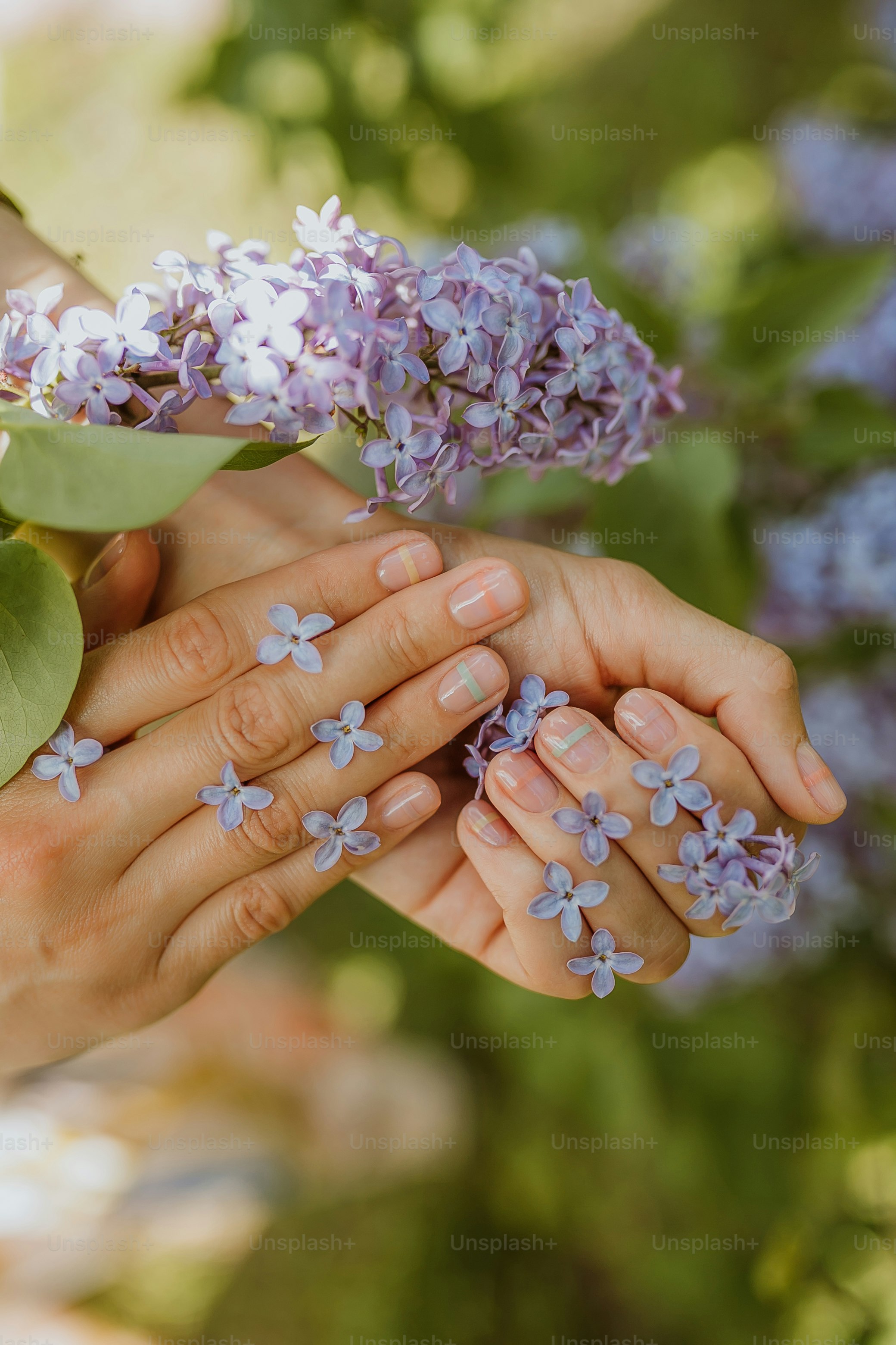 Une paire de mains tenant une fleur violette photo – Fonds d'écran ...