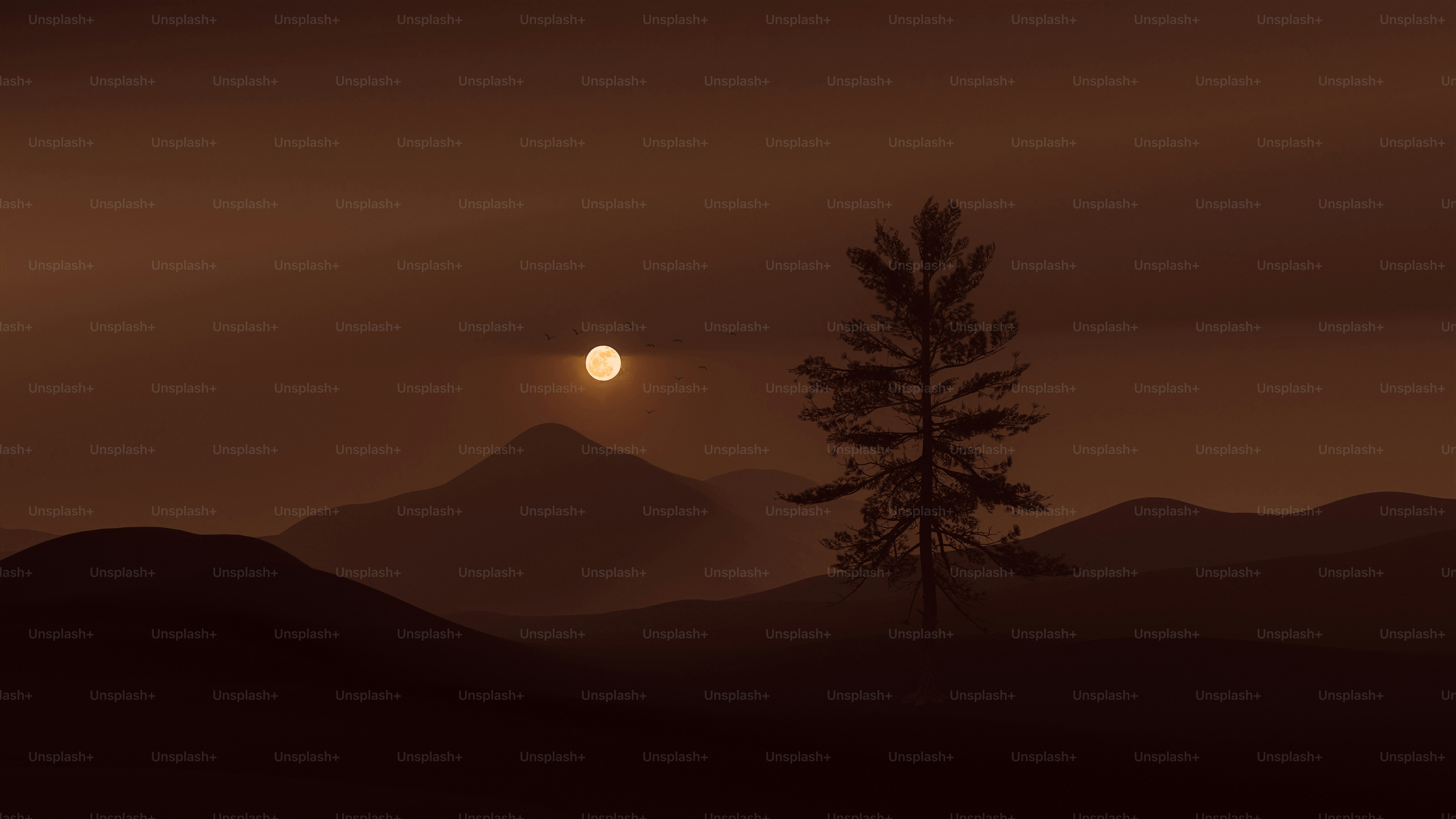 A tree in front of a sunset photo – Moon sunset Image on Unsplash