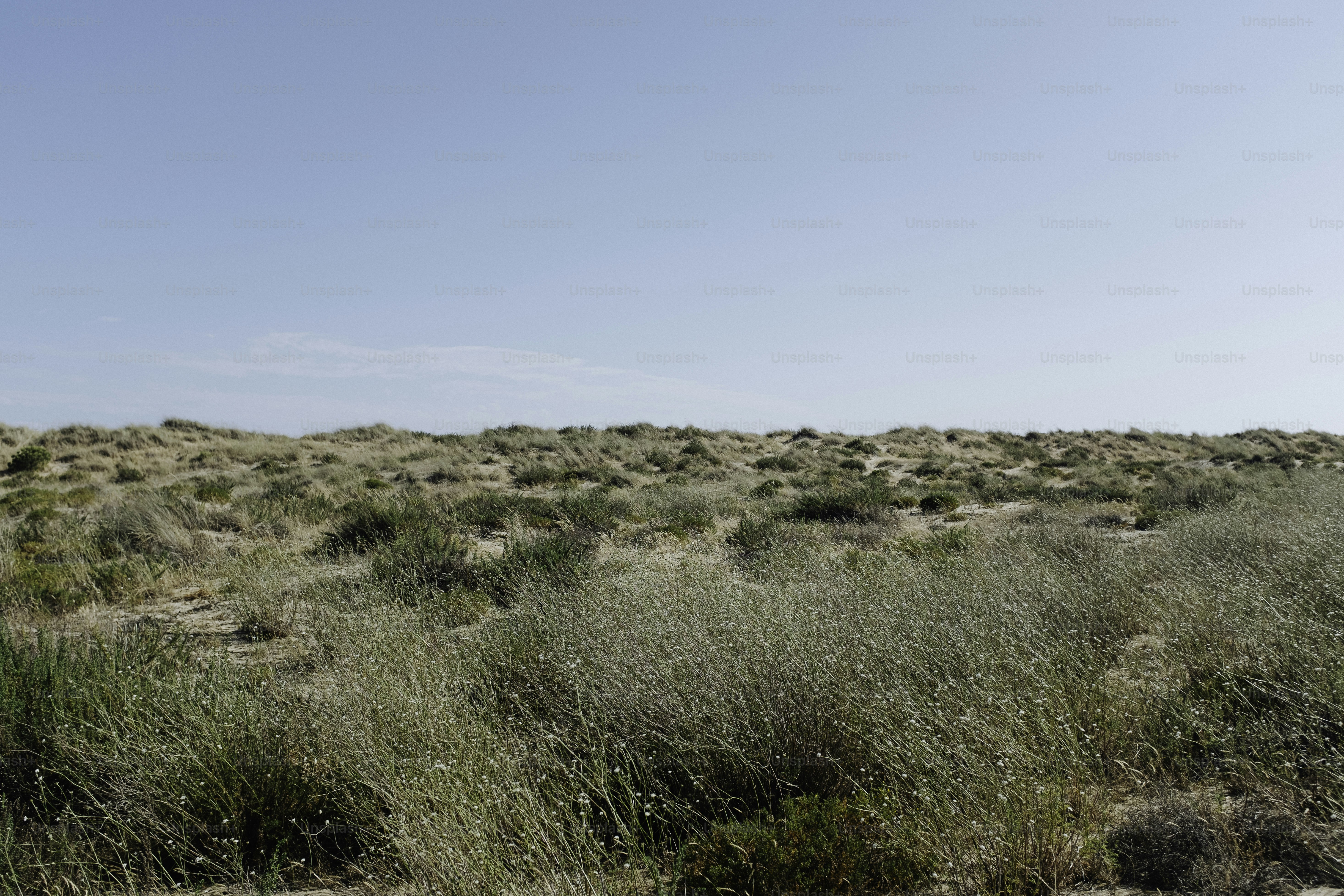 A grassy area with bushes and a blue sky photo – Nature Image on Unsplash