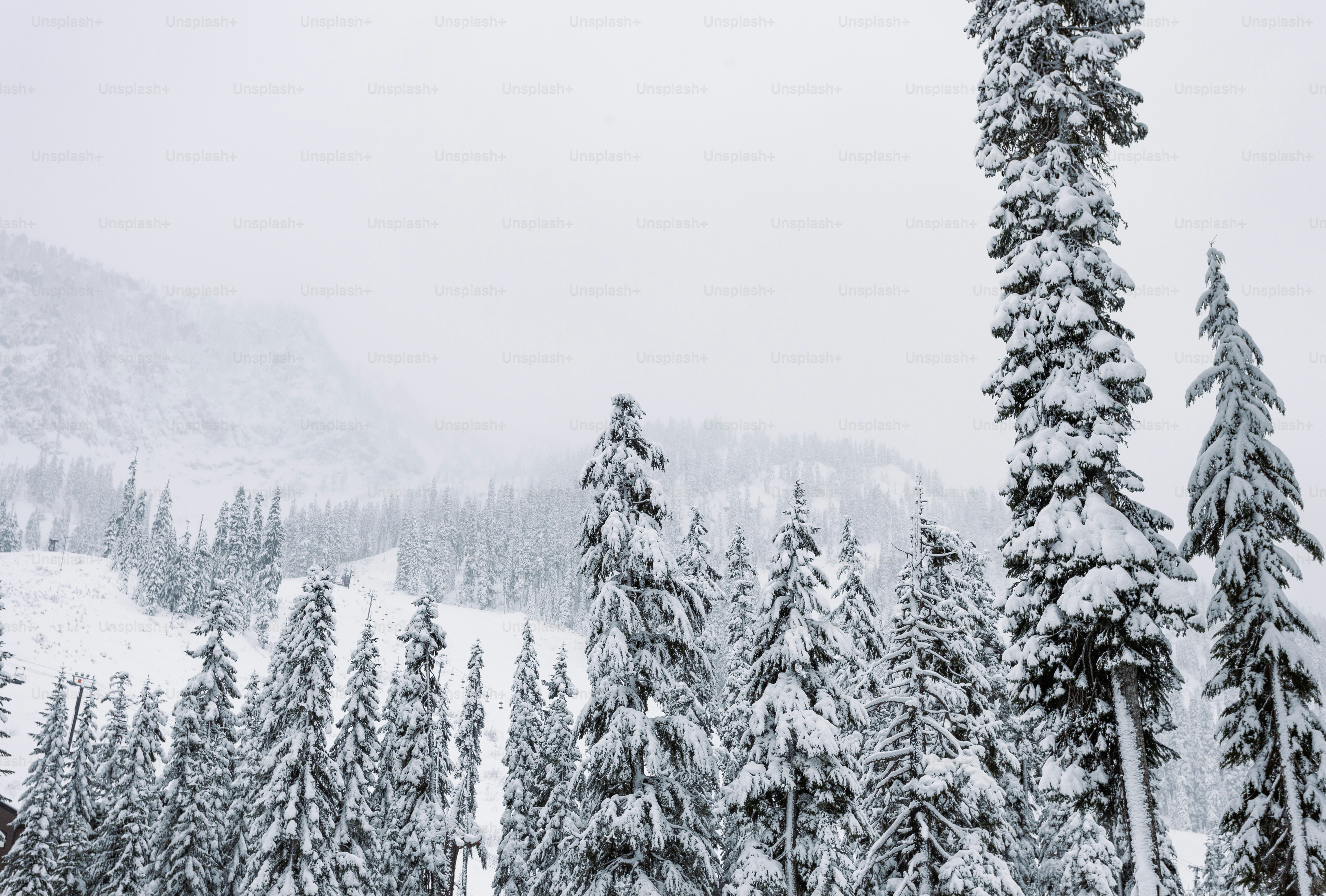 Snow Background Pictures | Download Free Images on Unsplash