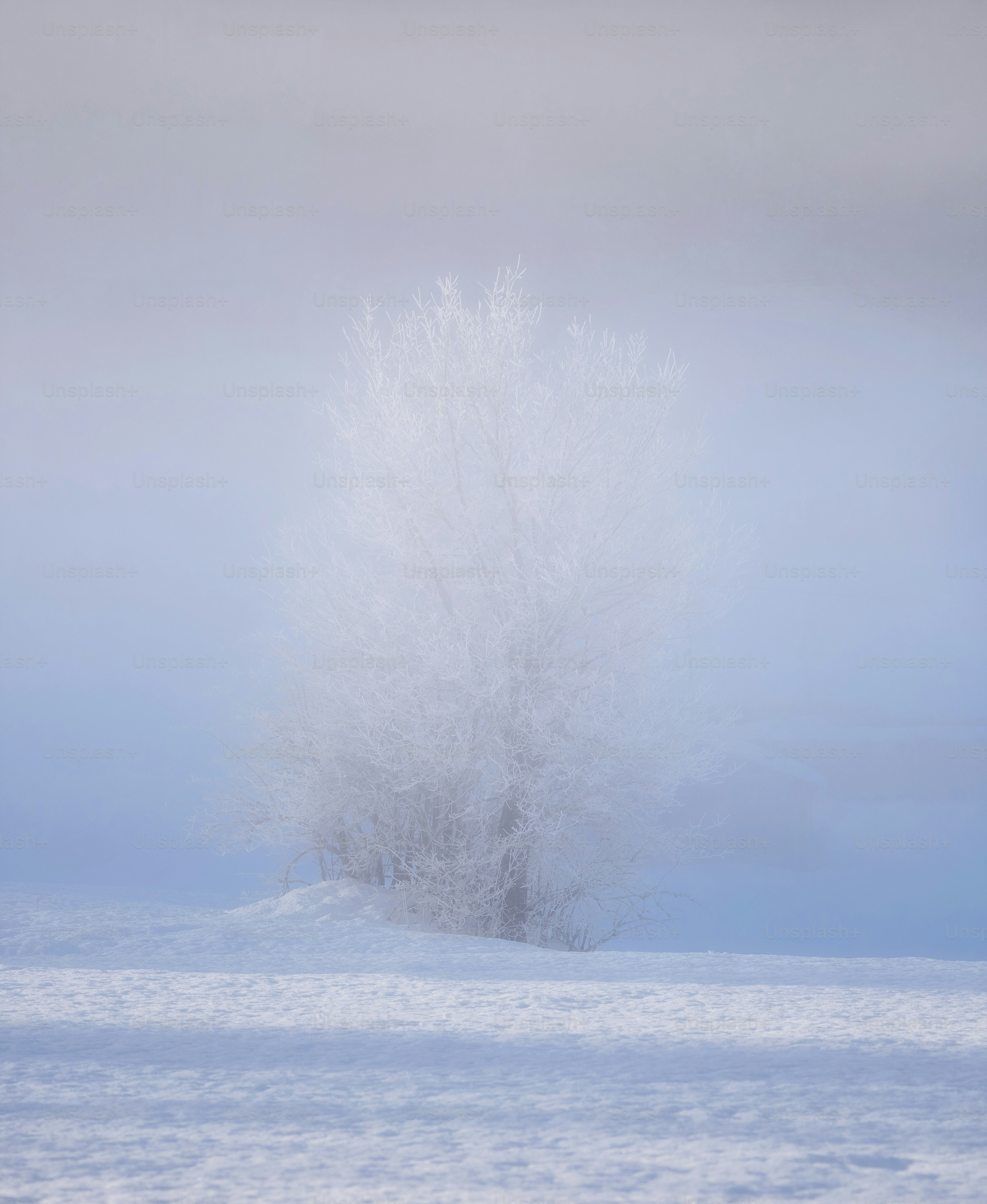 Snow Scene Pictures | Download Free Images on Unsplash