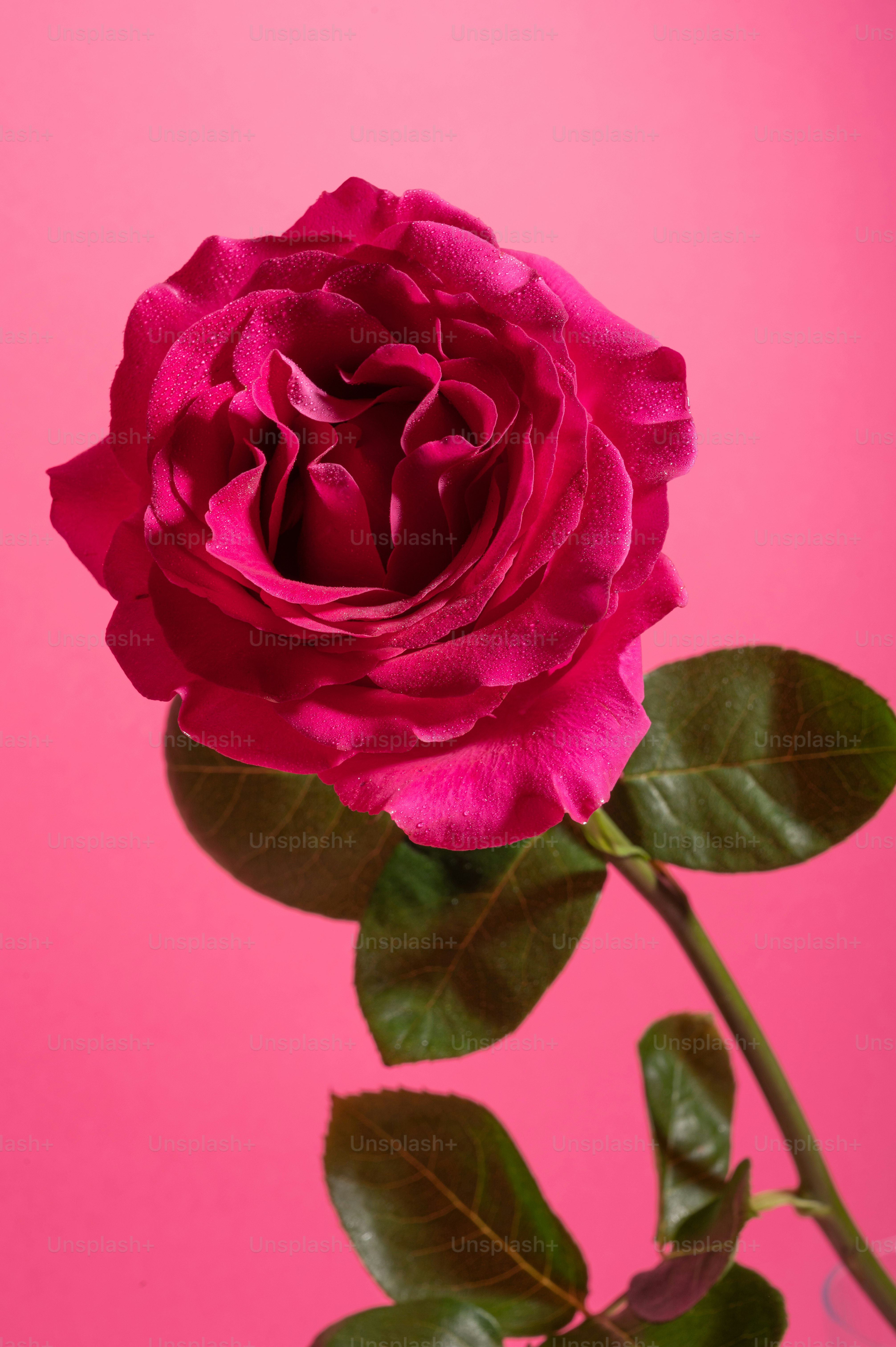 Rosas Rosadas Pictures | Download Free Images on Unsplash