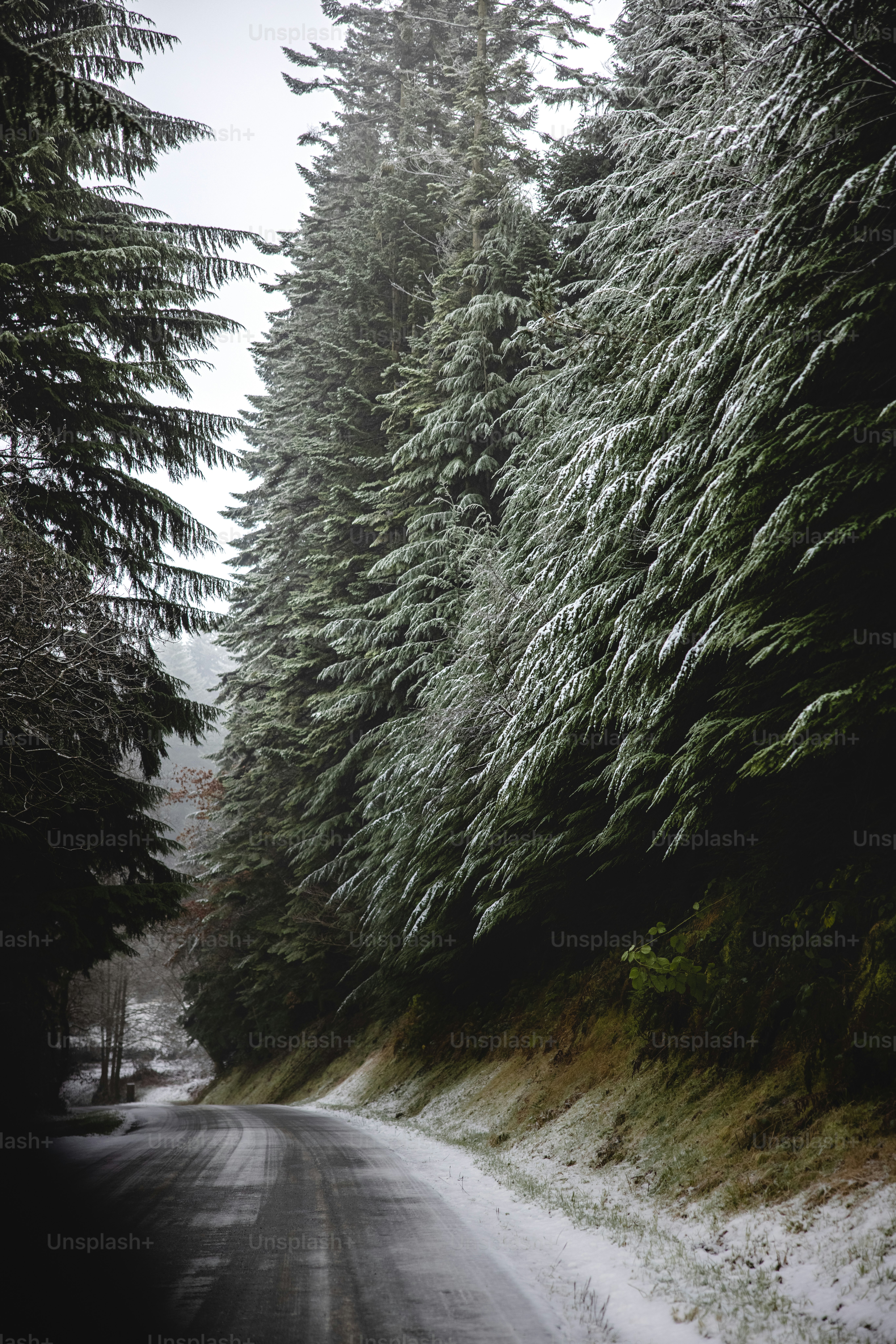 Evergreen Trees Forest Tumblr