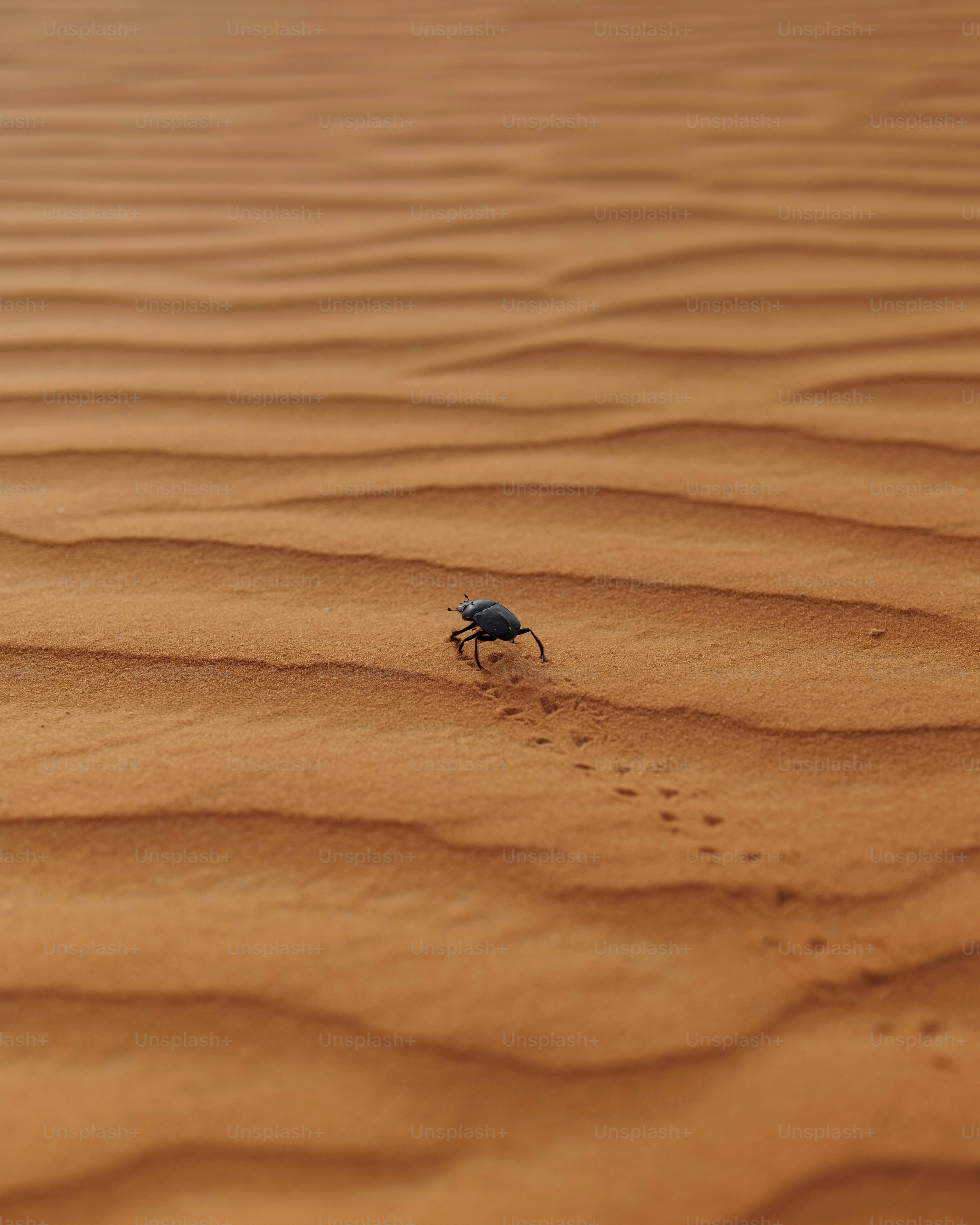 Un insecte rampant sur une zone sablonneuse dans le désert photo ...