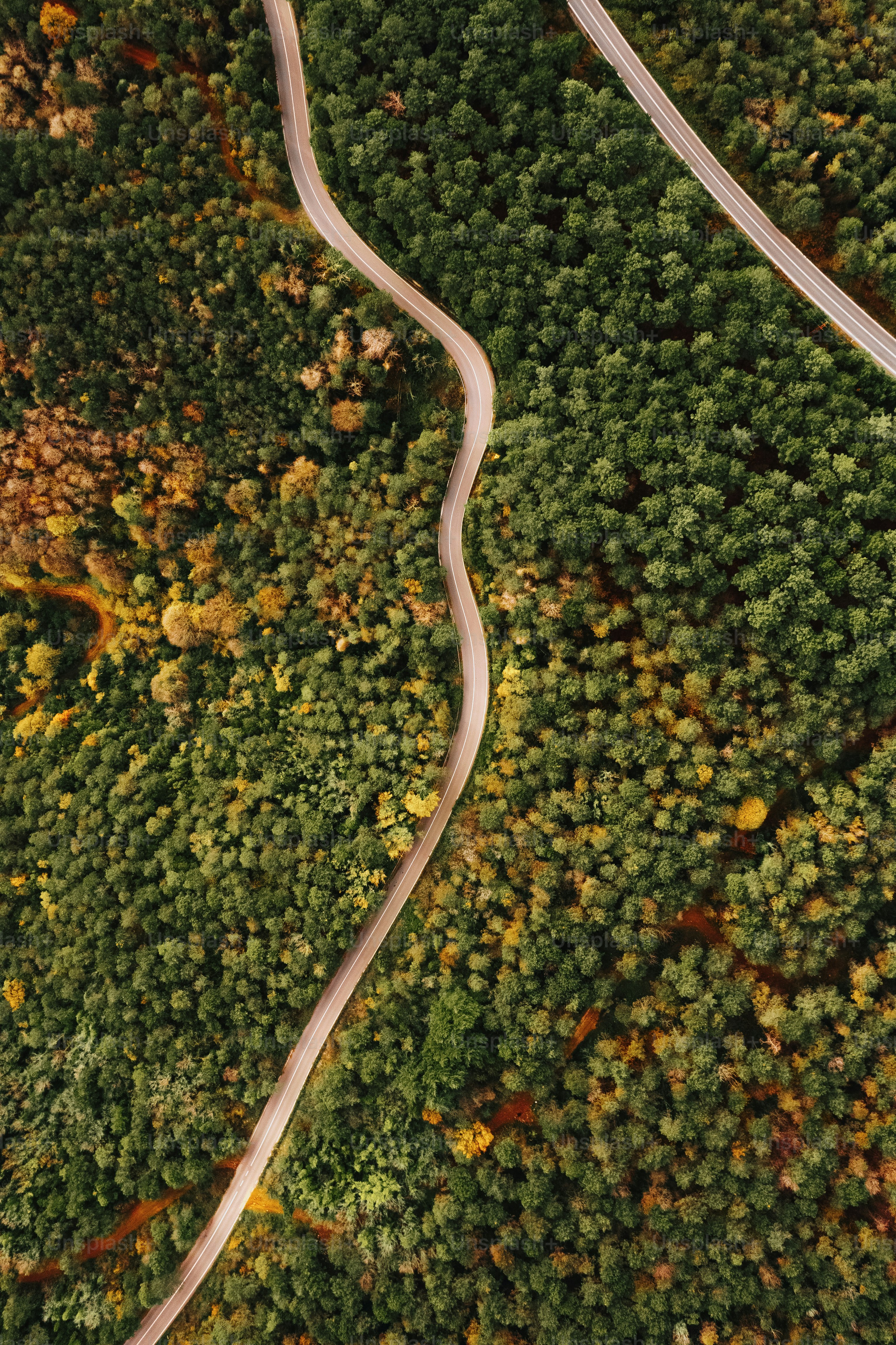 An aerial view of a winding road in the middle of a forest photo ...