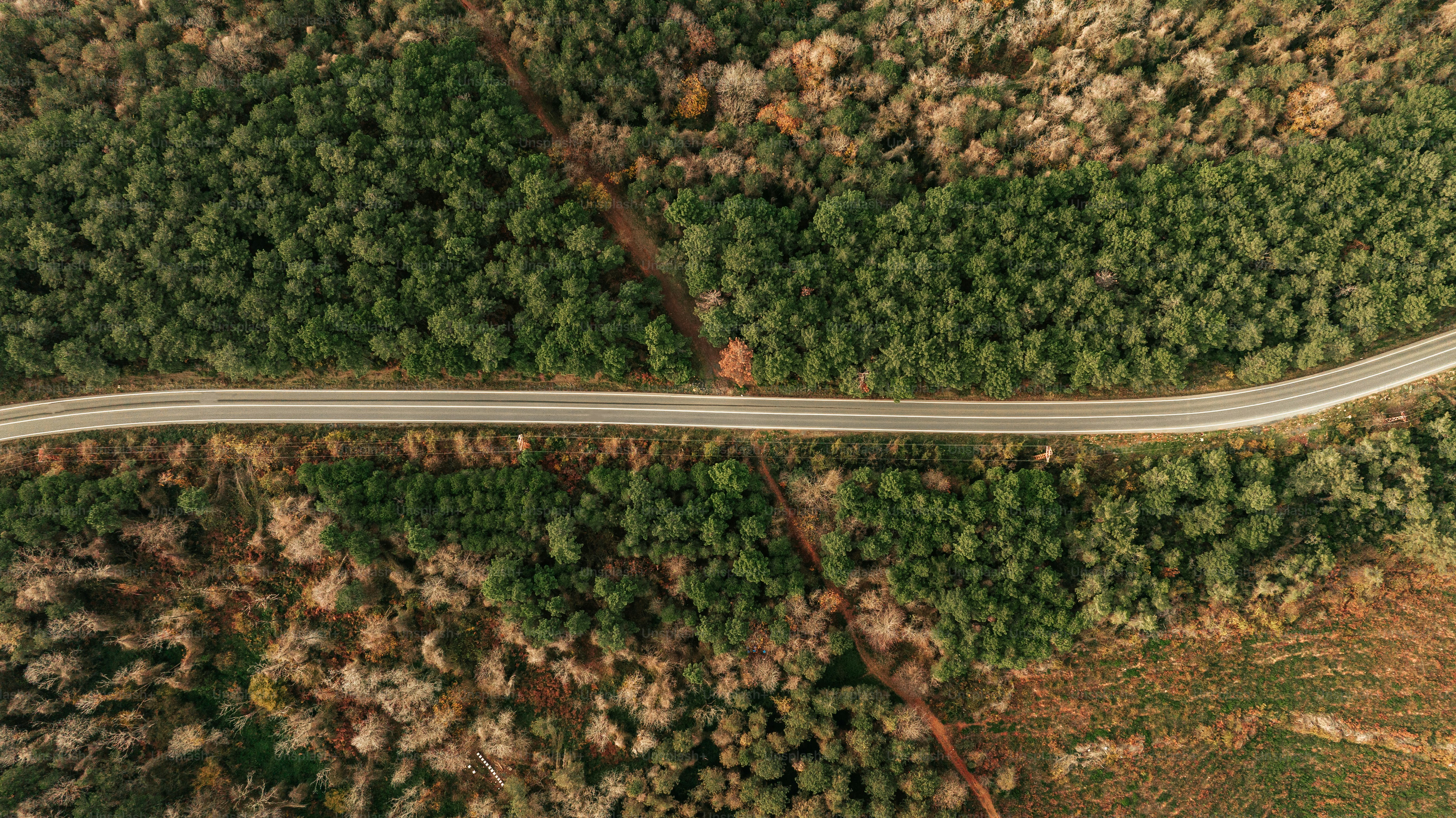 An aerial view of a road in the middle of a forest photo – Tree Image ...