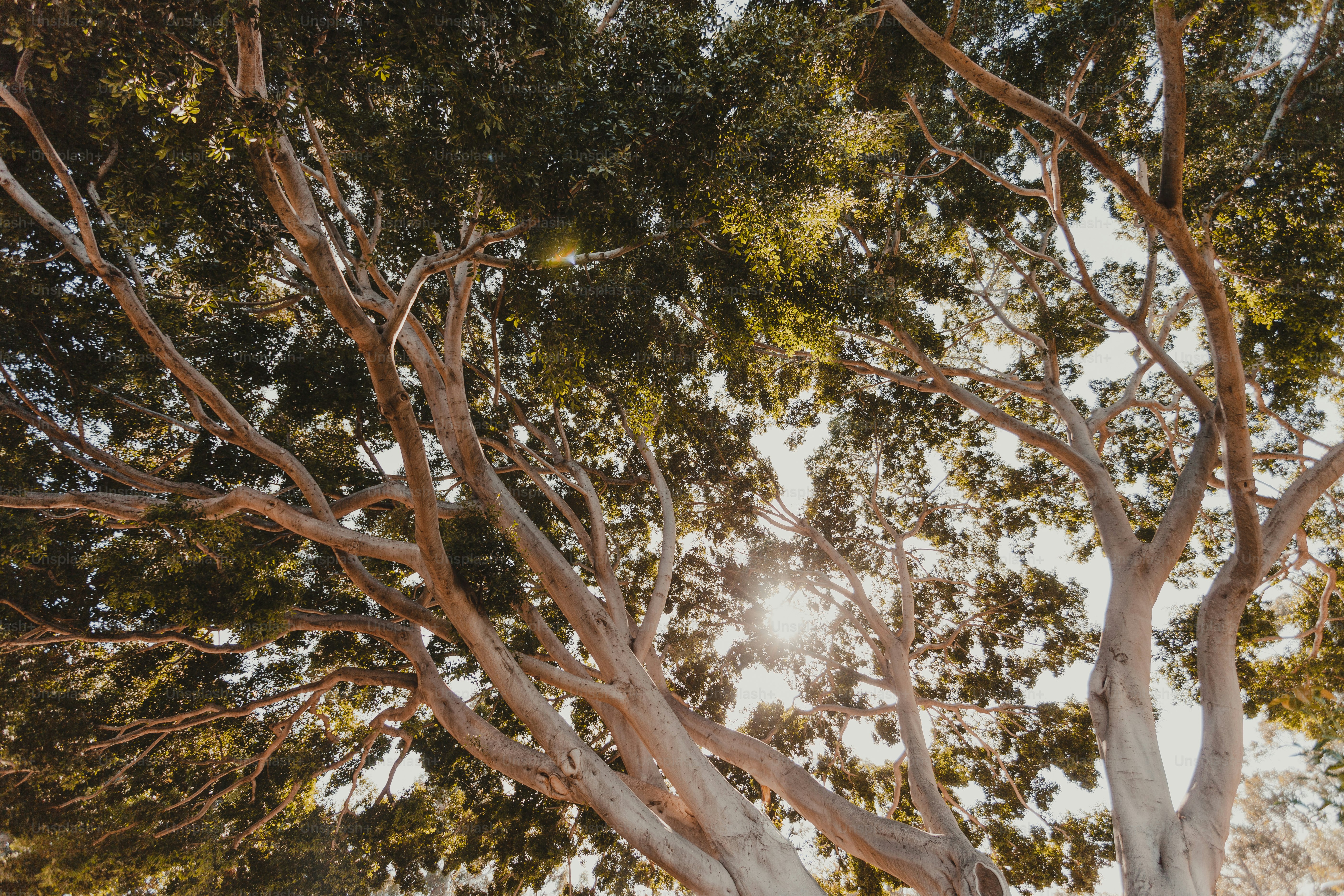 Background Wallpaper Pictures | Download Free Images on Unsplash